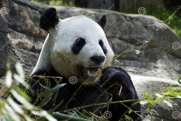 Panda bear showing teeth stock photo. Image of teeth - 10507162