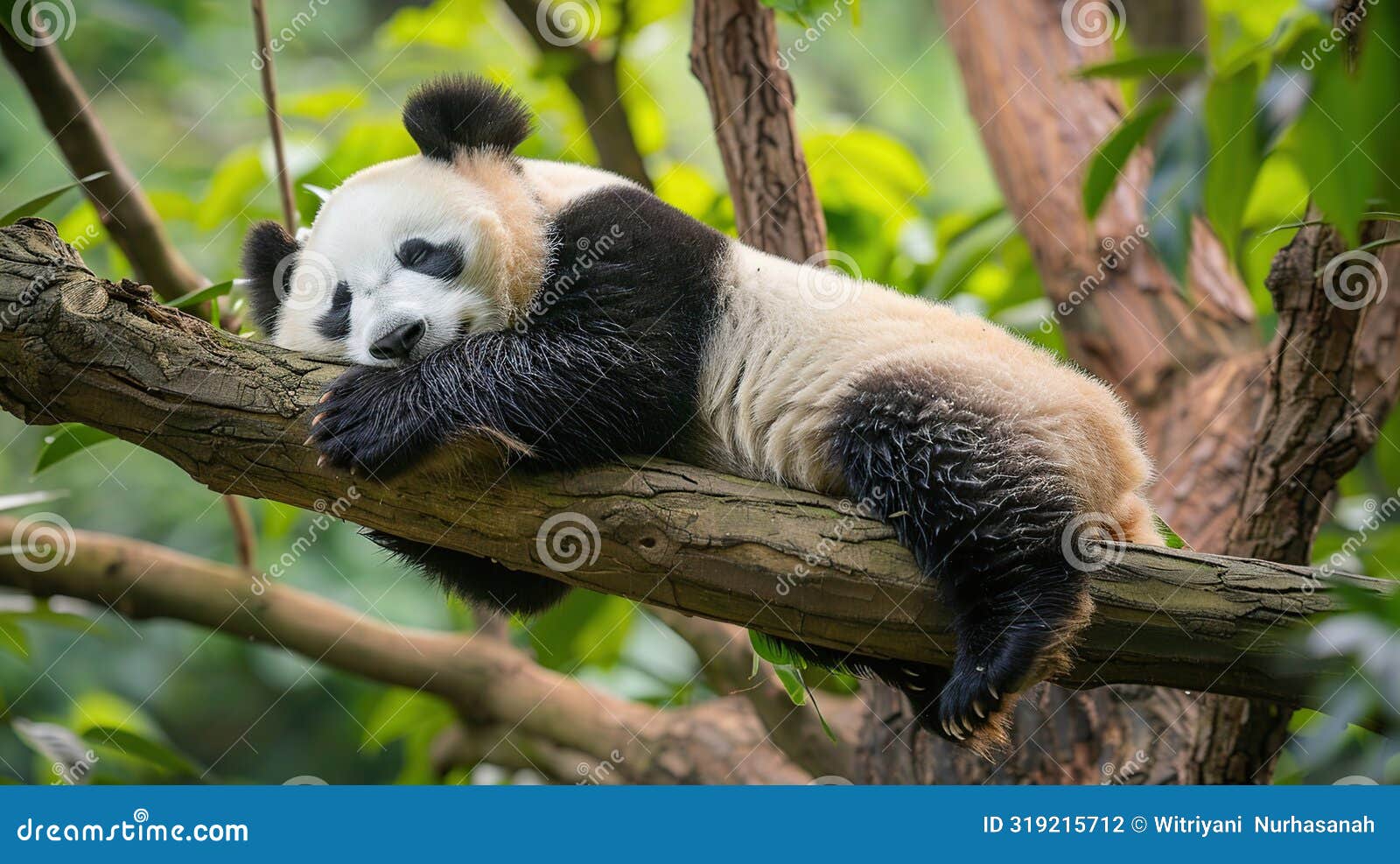 Panda Bear Sleeping on a Tree Branch . Generative Ai Stock Illustration - Illustration of animal ...