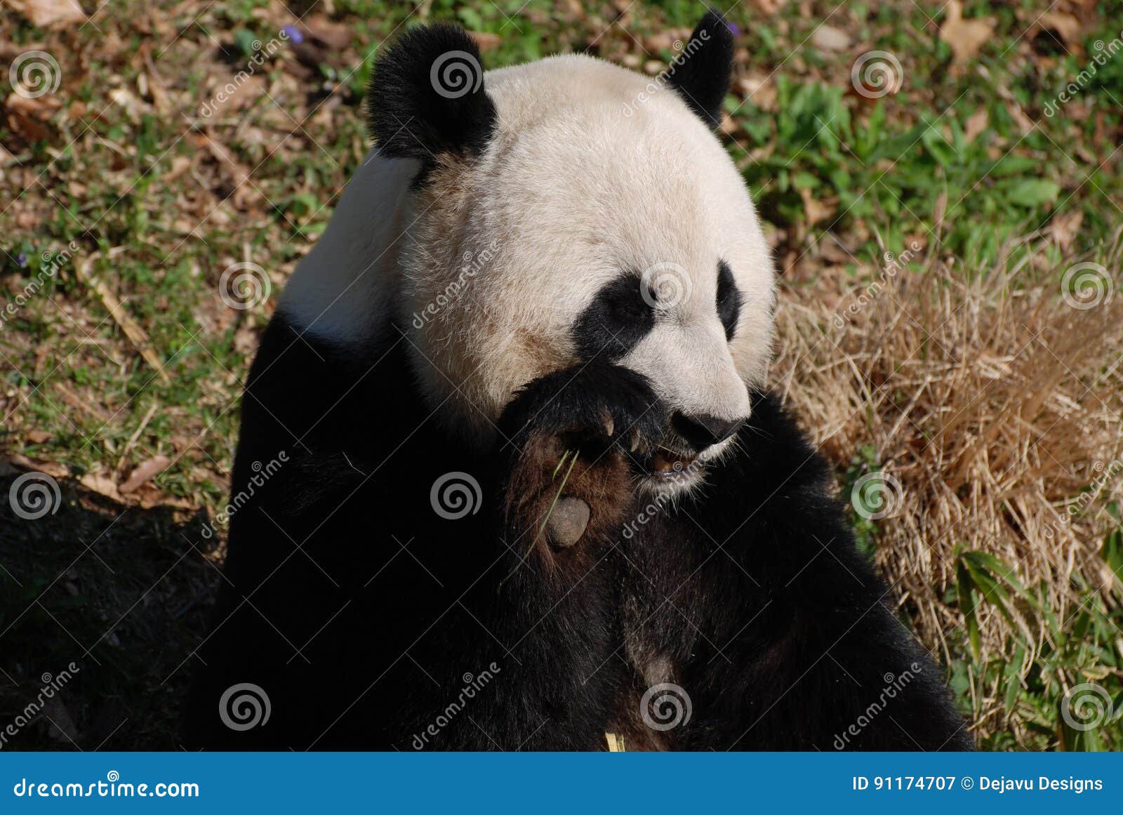 Panda Bear Snacking on a Bamboo Shoot Stock Image - Image of face ...