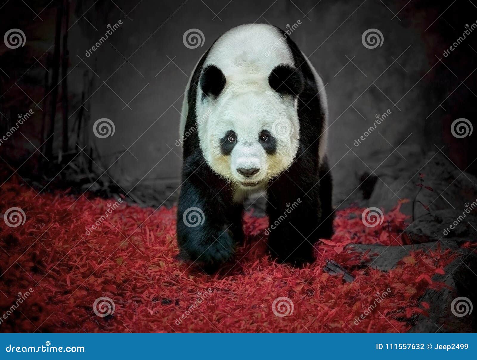 Panda bear . stock photo. Image of rare, wildlife, china - 111557632