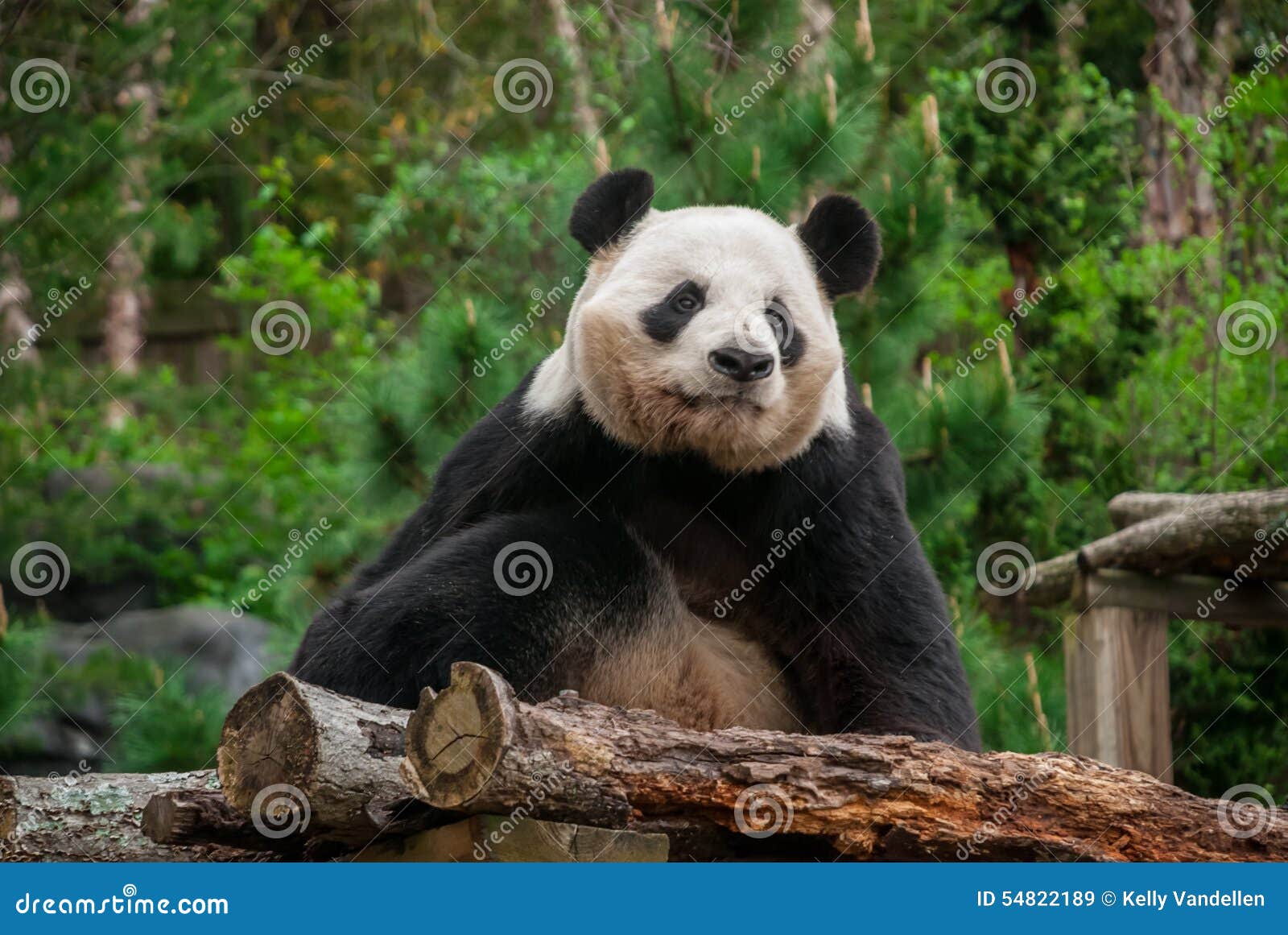 Panda Bear Staring Off into Distance Stock Image - Image of green, tree ...