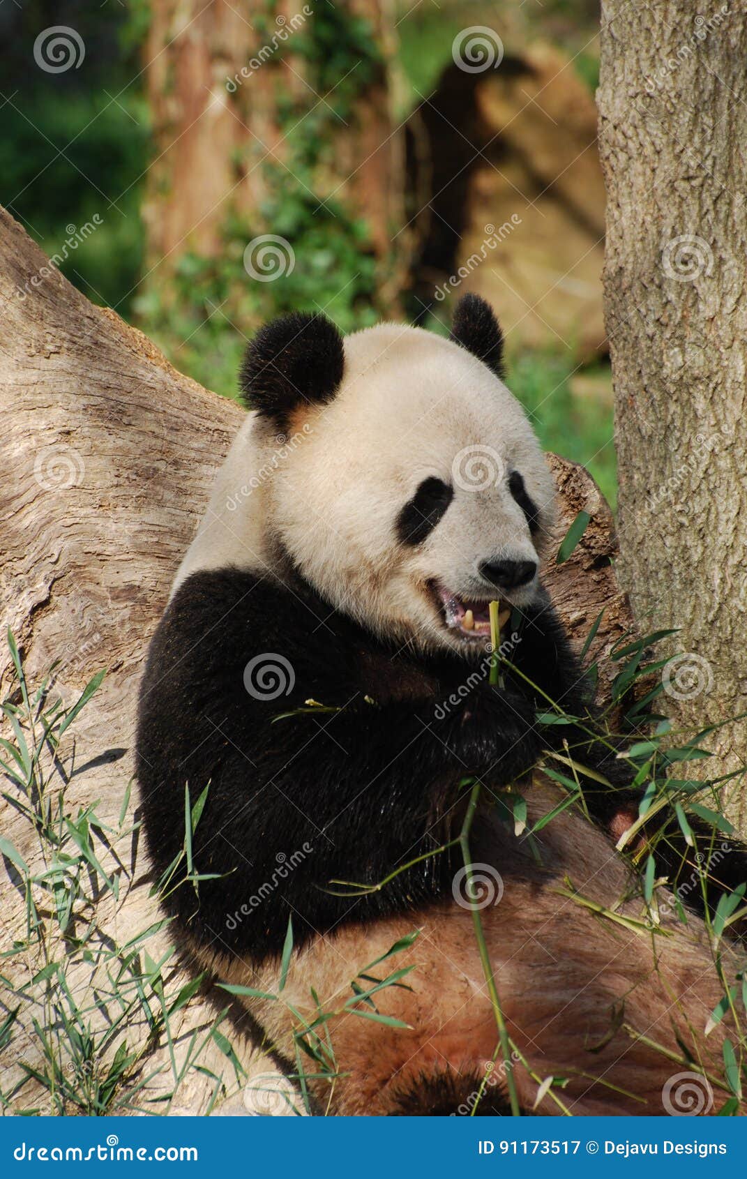 Panda Bear with Teeth Showing while he Was Eating Bamboo Stock Image ...