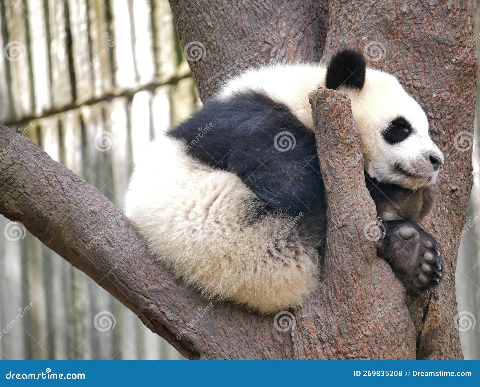 A Panda Bear on Top of a Tree Limb Laying Down Stock Photo - Image of ...