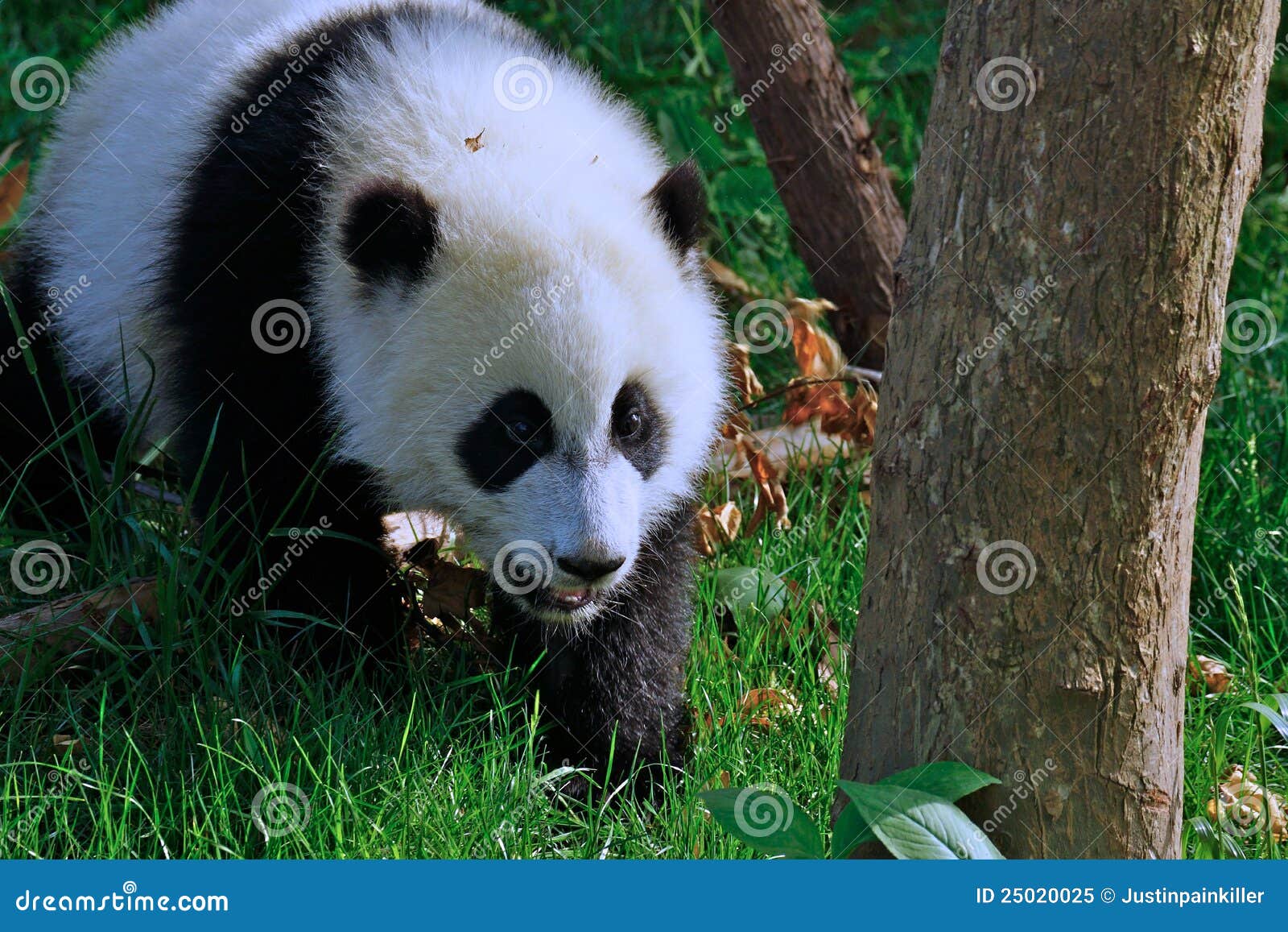 Panda Bear Walking stock image. Image of bear, panda - 25020025