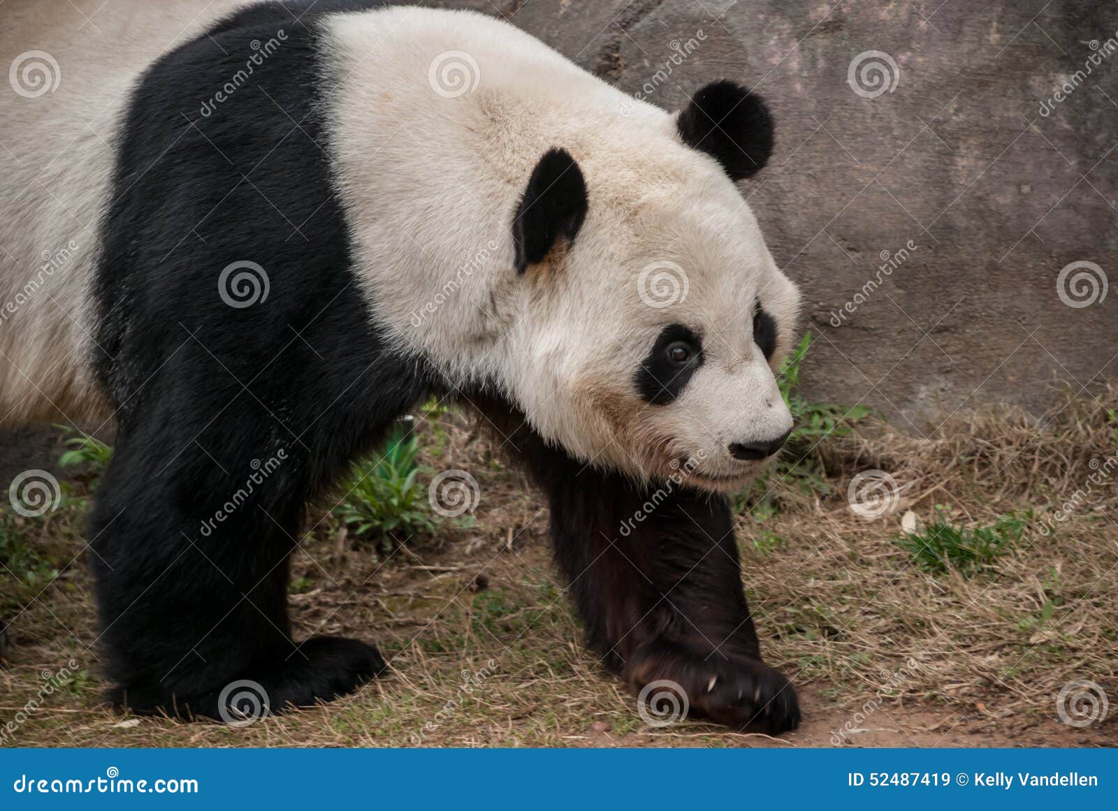 Panda Bear Walking fotografering för bildbyråer. Bild av anhydrous ...