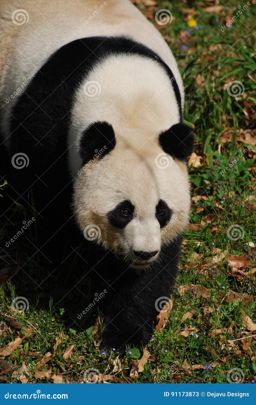 Panda Bear Walking Forward in a Large Field Stock Image - Image of ...