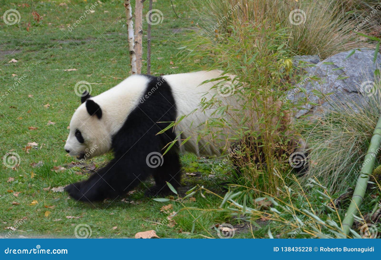 A Panda Bear Walks in Its Territory Stock Photo - Image of trees, panda ...