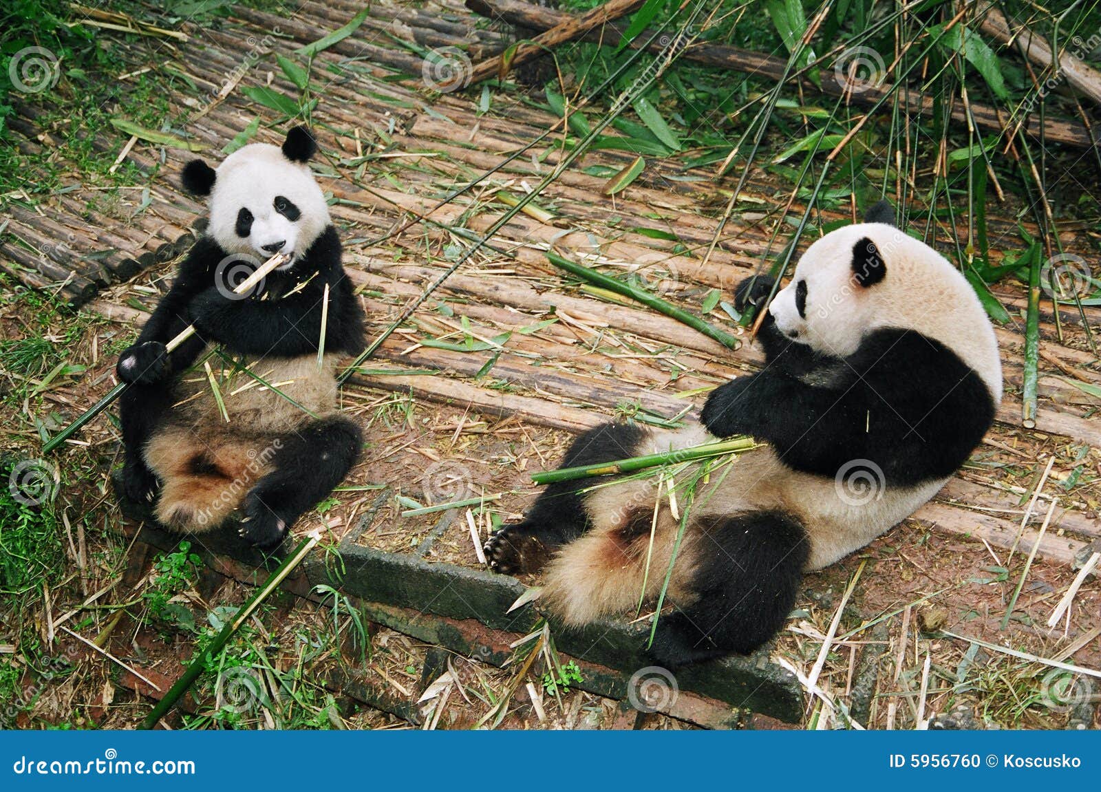 Panda bears stock photo. Image of bamboos, eating, research - 5956760