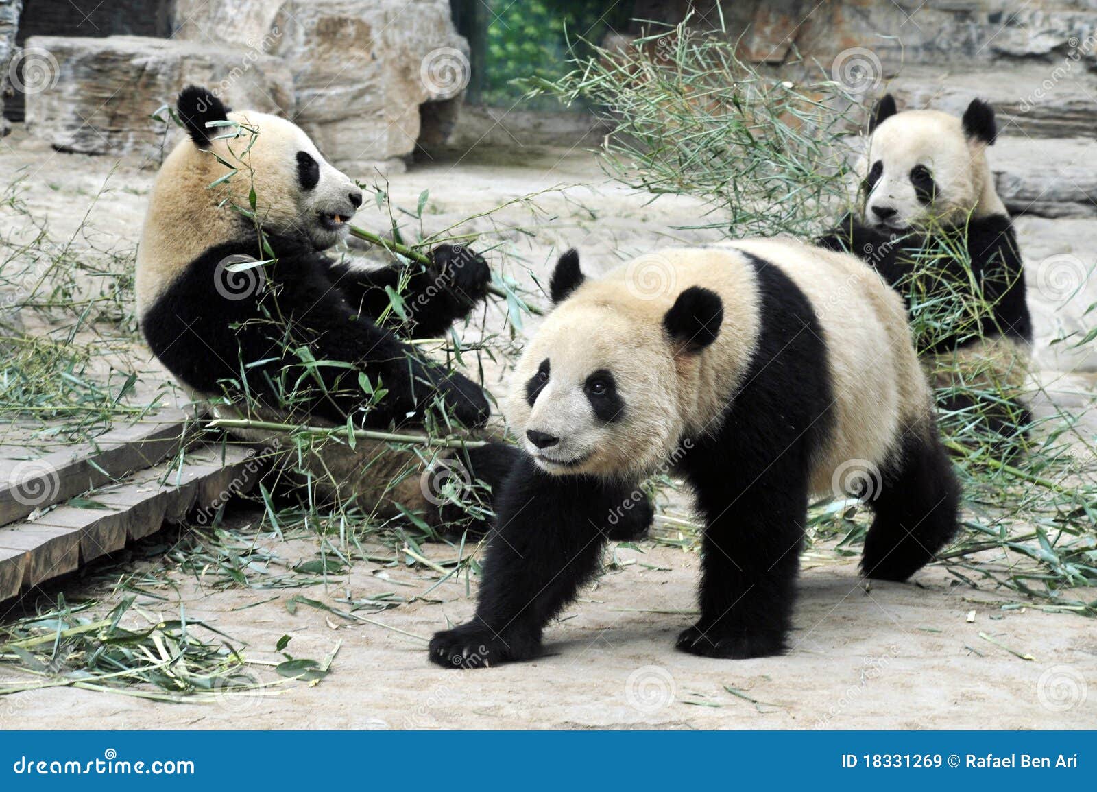 Panda Bears in Beijing China Stock Image - Image of couple, animal ...