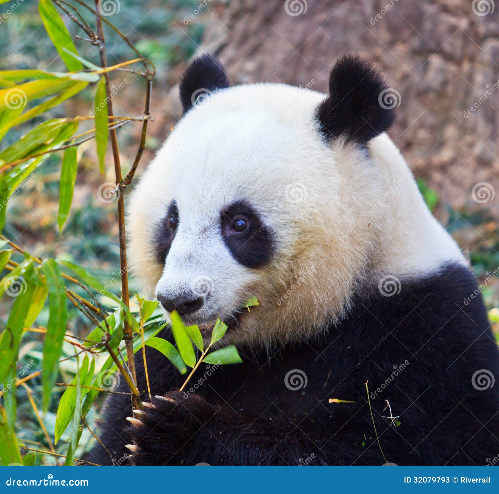 Panda stock image. Image of east, habitat, hungry, china - 32079793