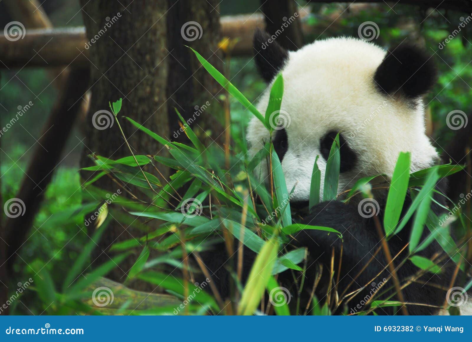 Panda Biting Bamboo stock photo. Image of forest, chengdu - 6932382
