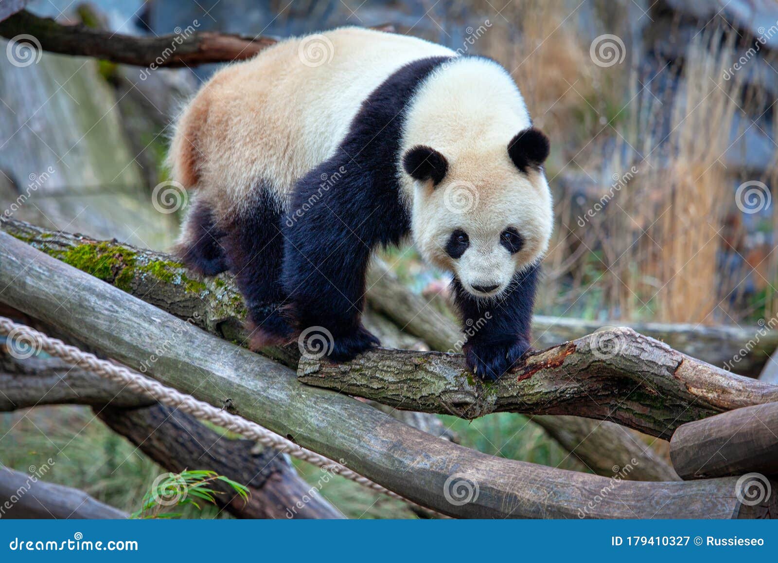 Panda on the branches stock image. Image of face, endangered - 179410327