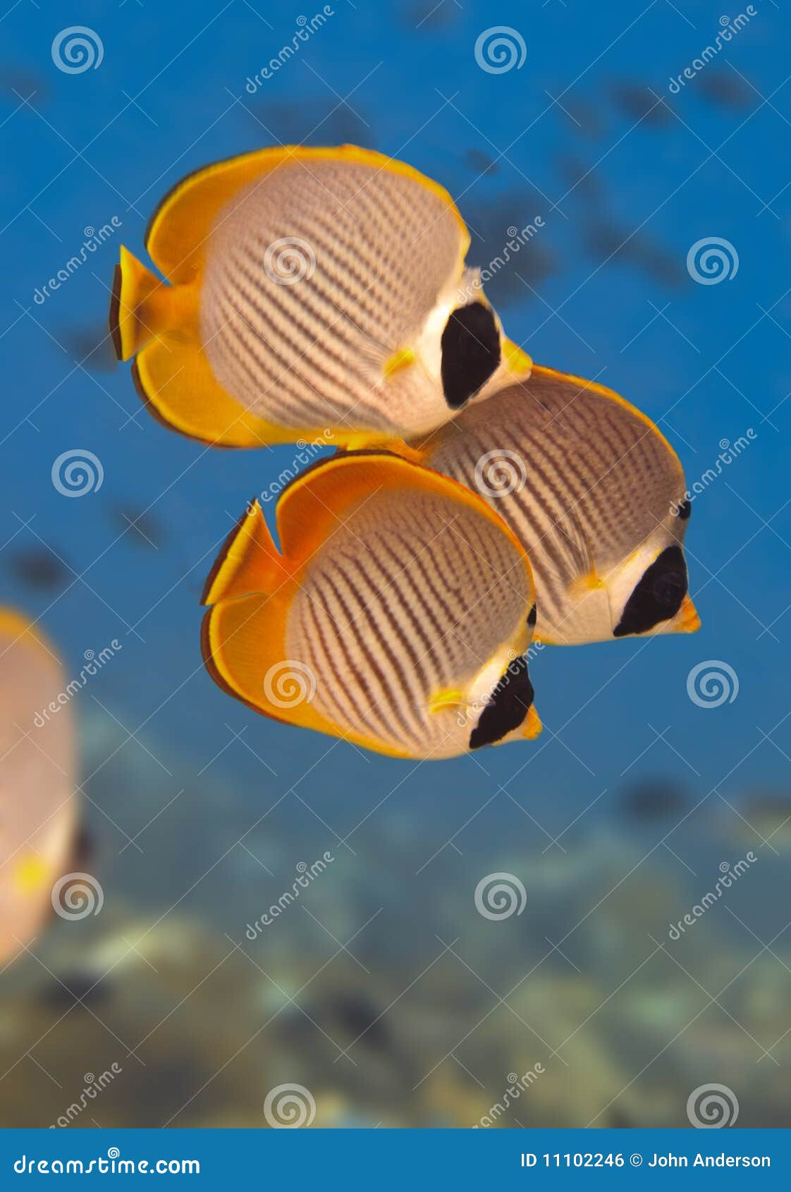 Panda butterflyfish stock photo. Image of bali, marine - 11102246