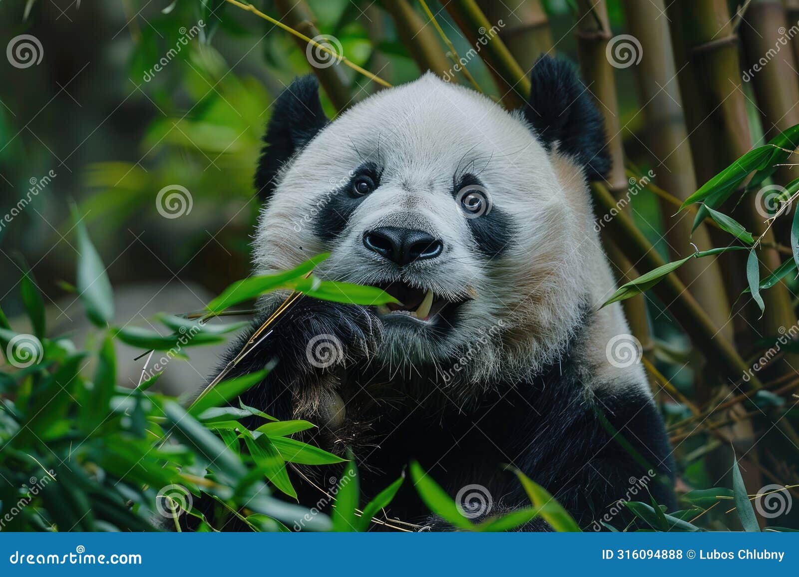A panda chewing on bamboo stock illustration. Illustration of nature ...