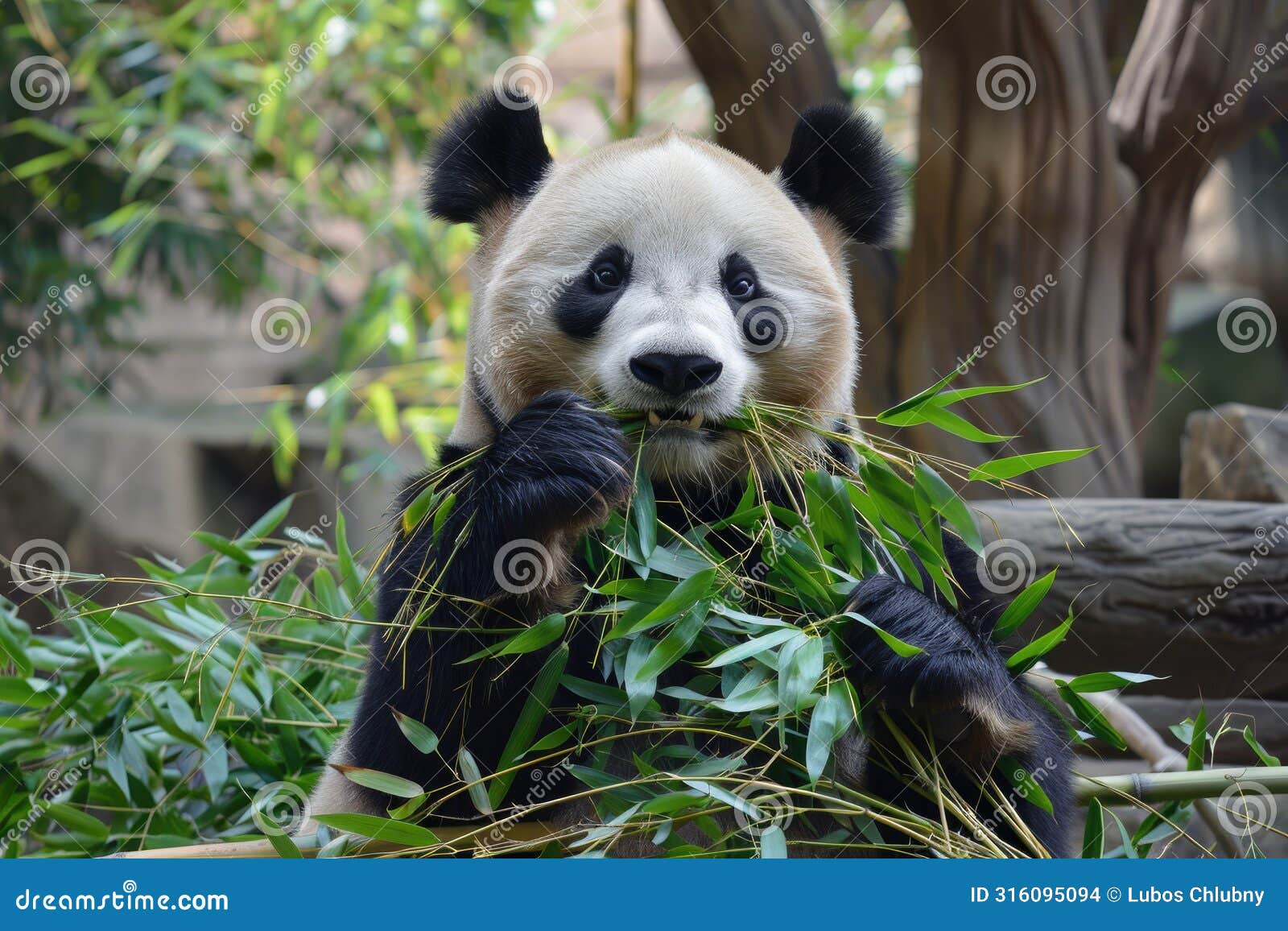 A panda chewing on bamboo stock illustration. Illustration of mammal ...