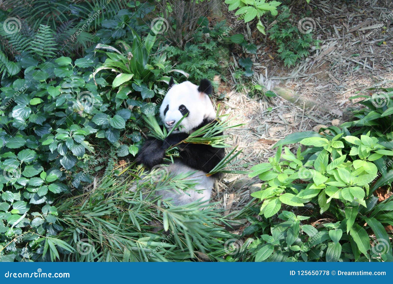Panda chewing the leaves stock photo. Image of wild - 125650778