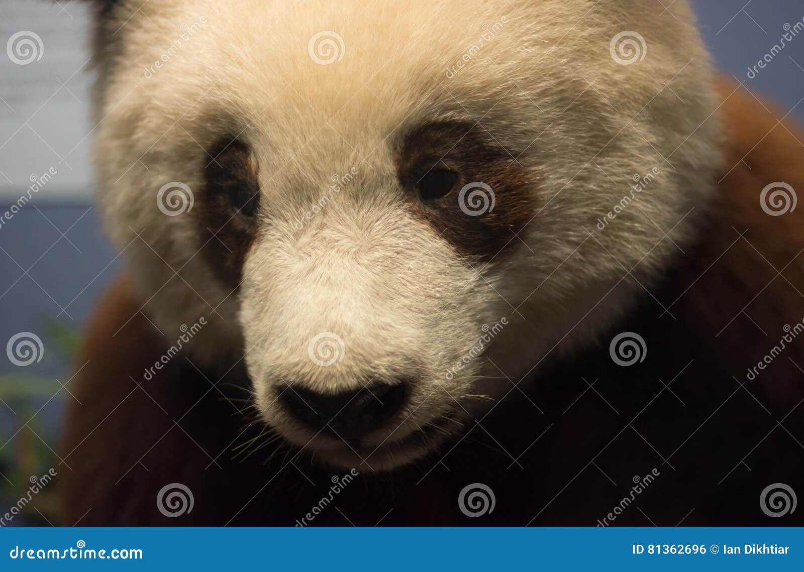 Sand Panda Stock Photography | CartoonDealer.com #43626404