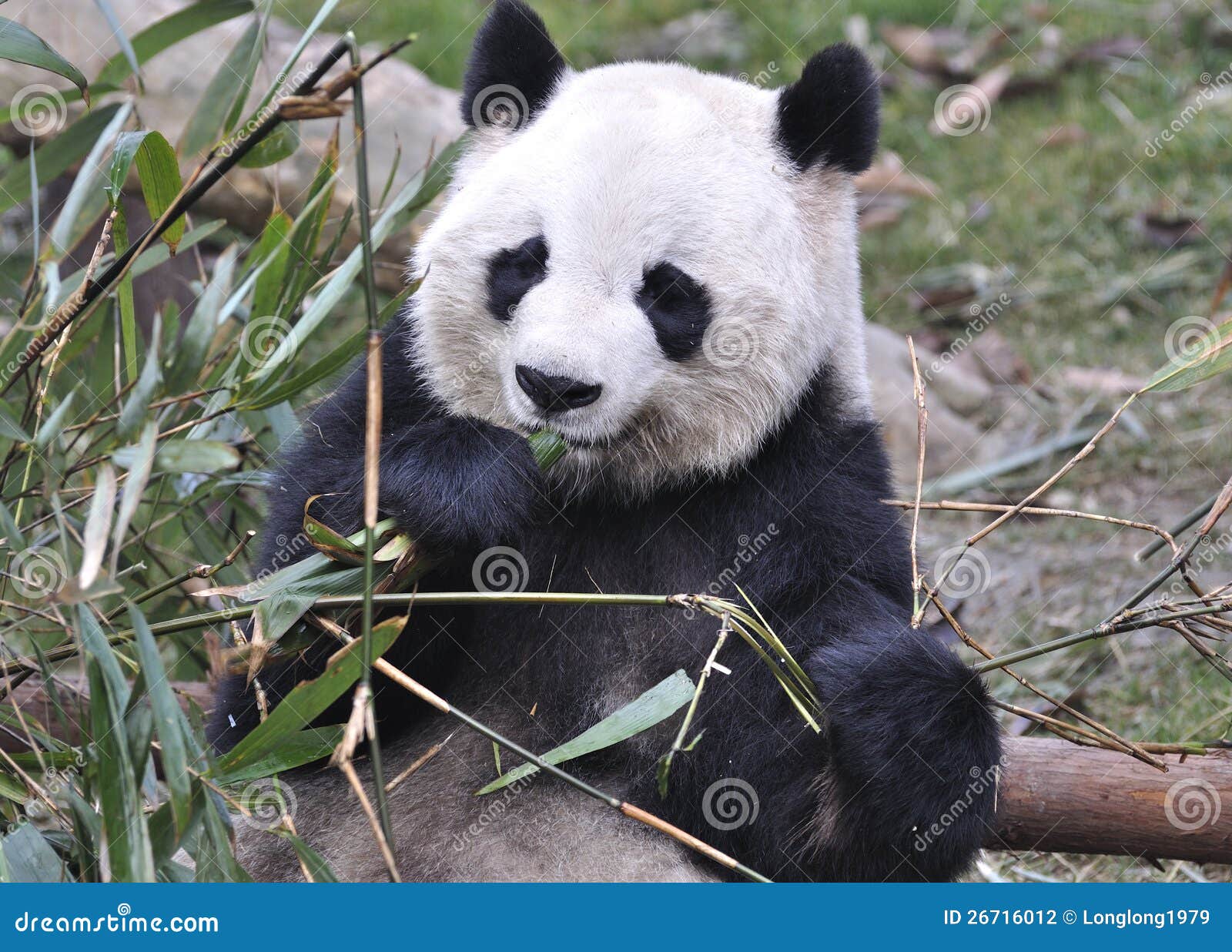 Panda in China stock photo. Image of chengdu, panda, cute - 26716012