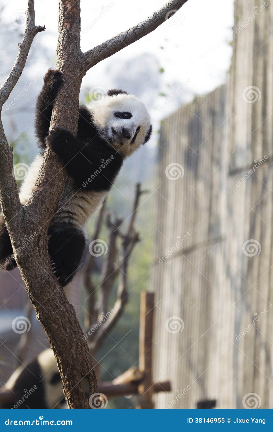 Panda Climbing stock image. Image of black, china, baby - 38146955