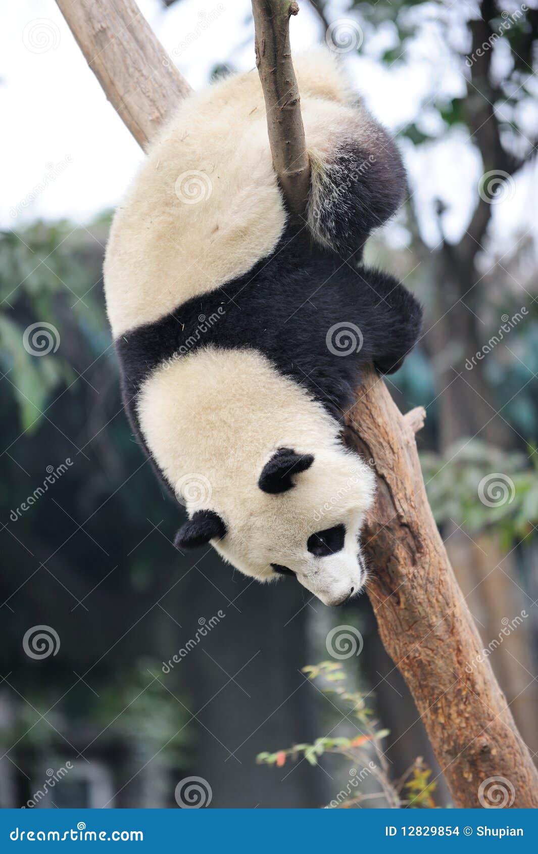 Panda climbing tree stock photo. Image of cute, bear - 12829854