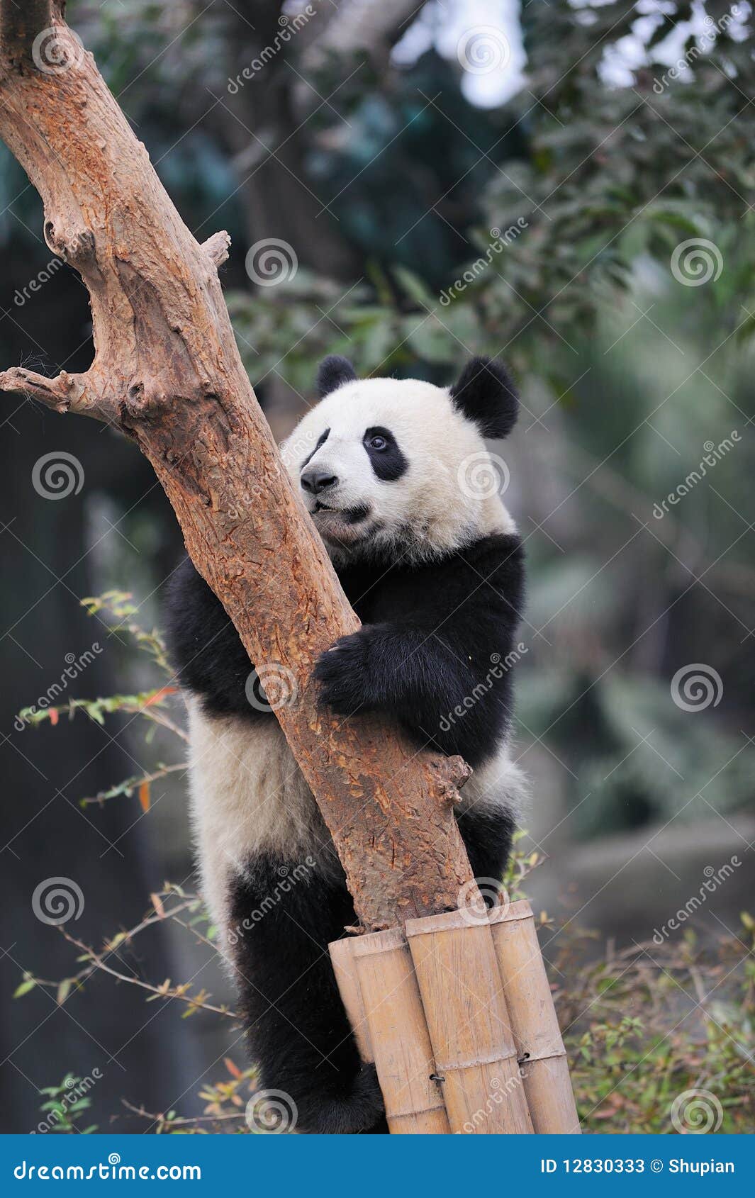 Panda climbing tree stock image. Image of travel, environment - 12830333