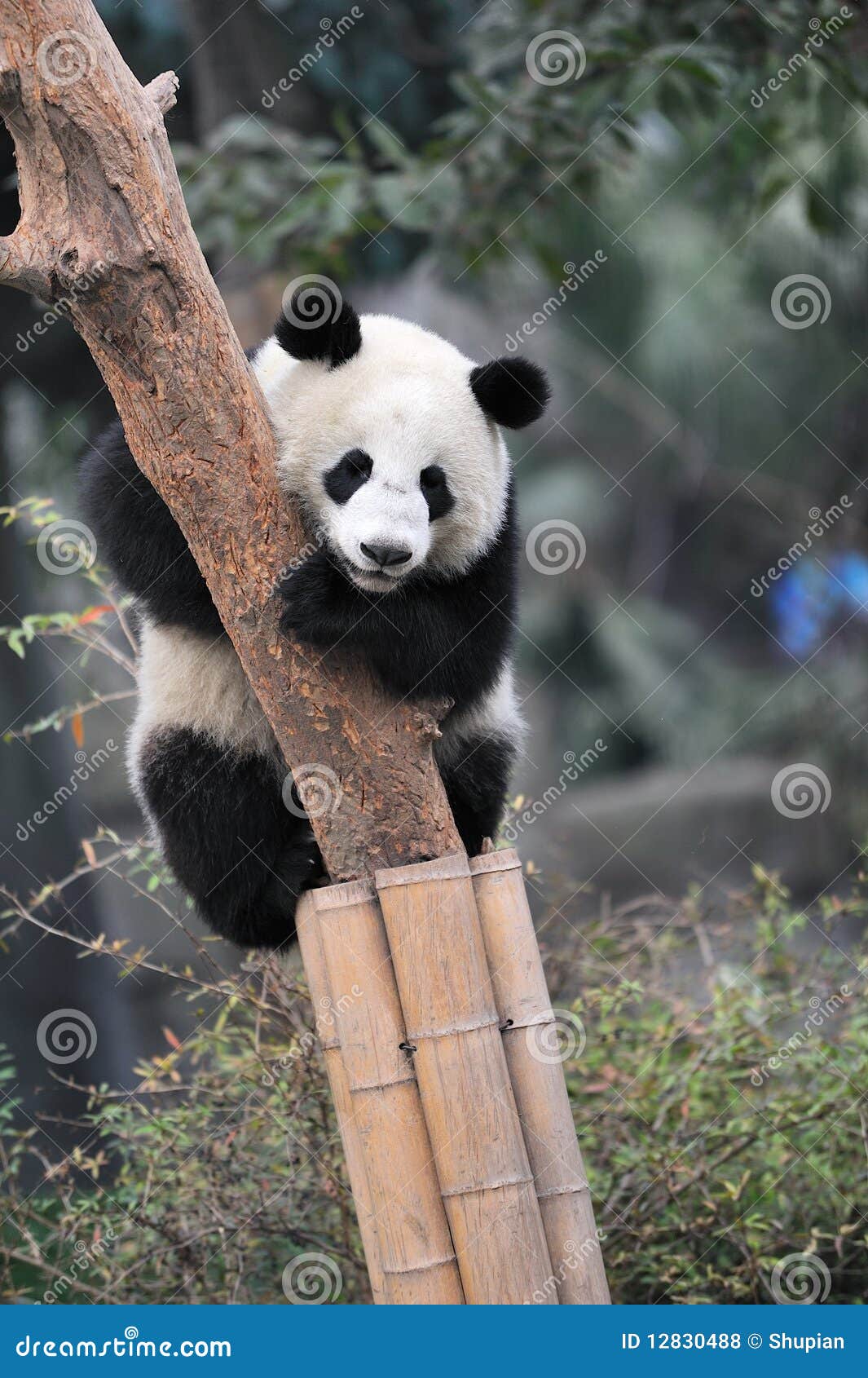 Panda climbing tree stock photo. Image of travel, beijing - 12830488