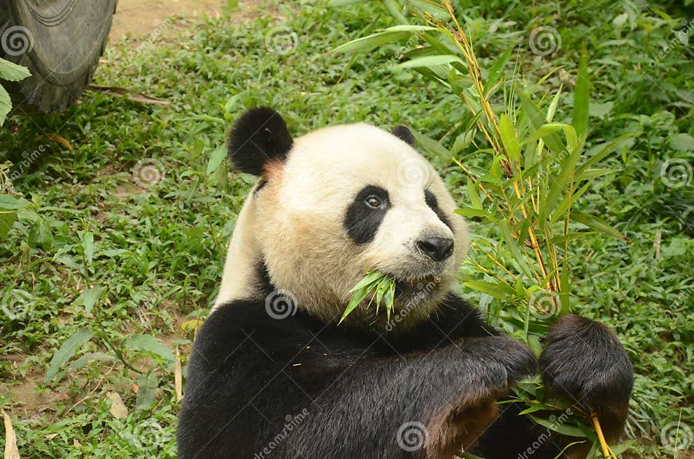 Panda imagem editorial. Imagem de panda, comer, porcelana - 221221240