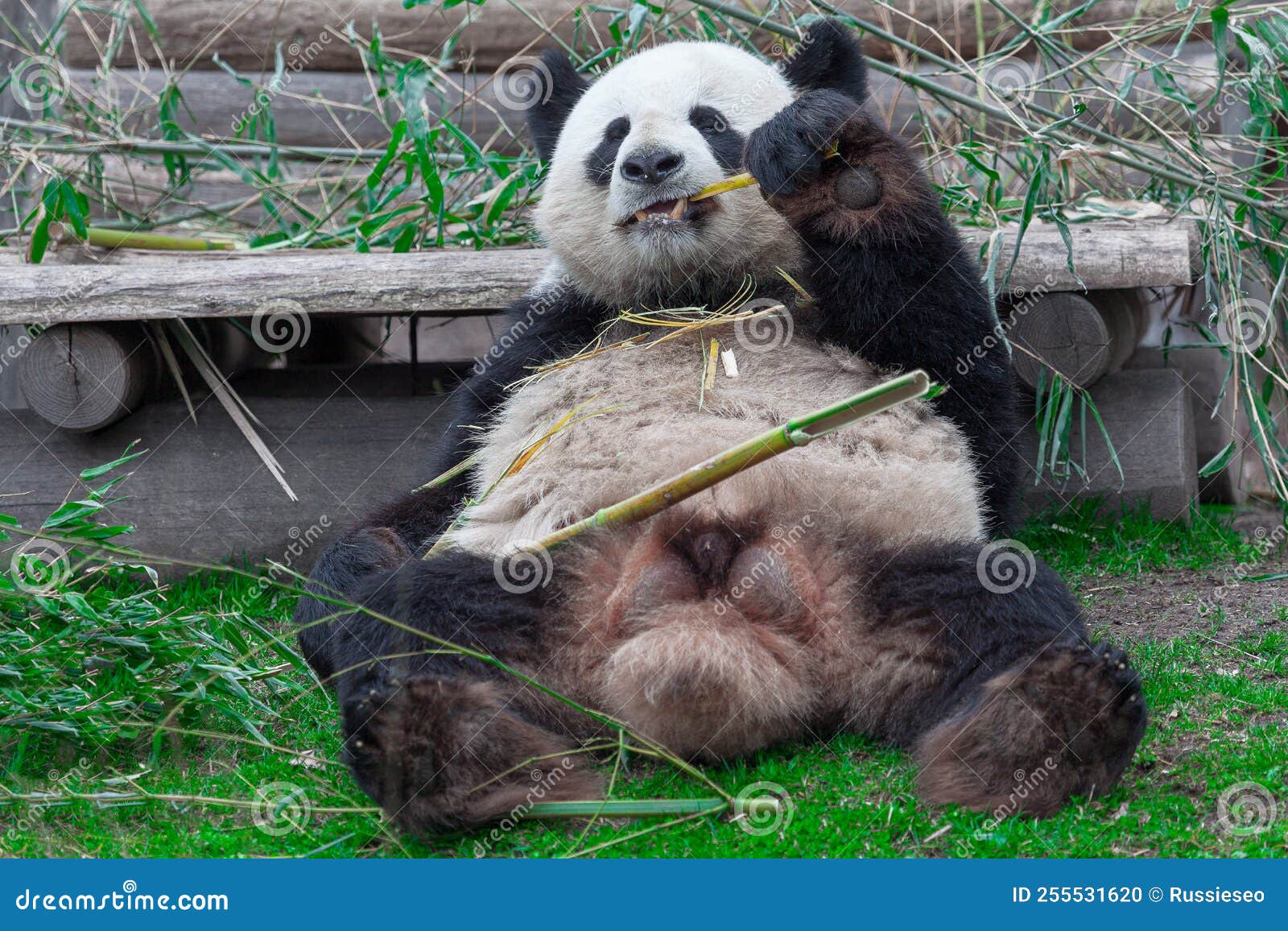 Panda comendo bambu foto de stock. Imagem de feliz, comer - 255531620