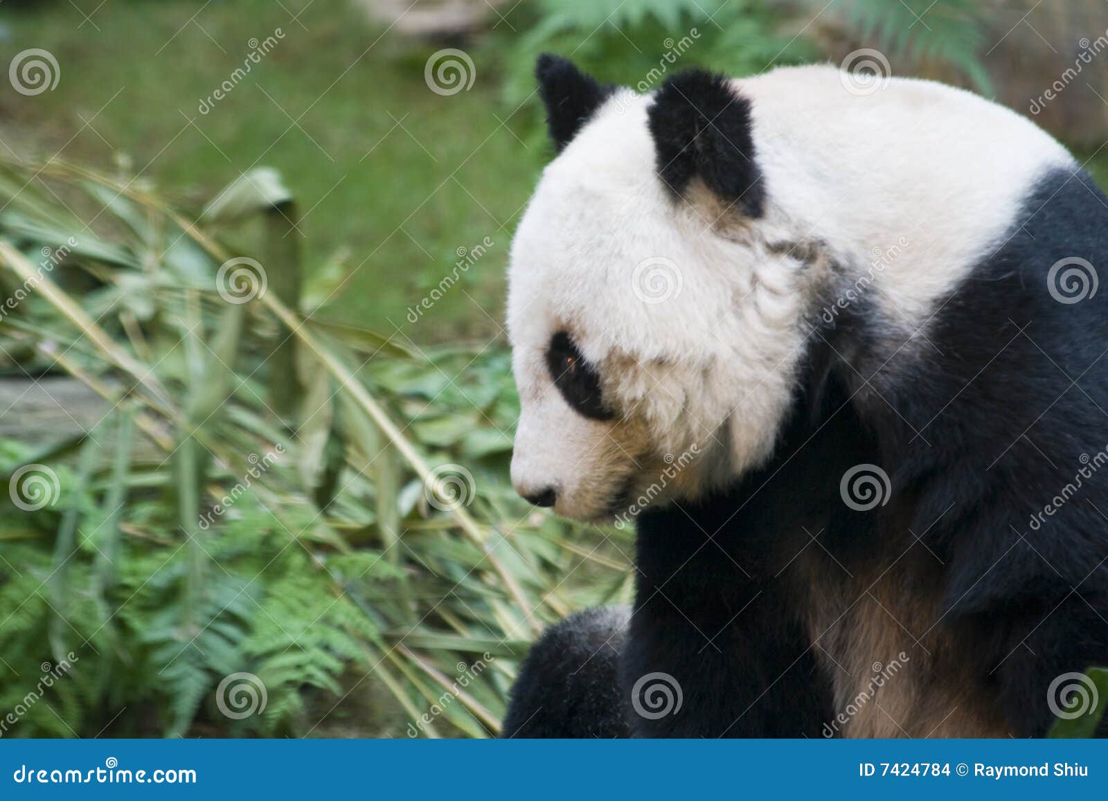 Panda content photo stock. Image du pièce, endangered - 7424784