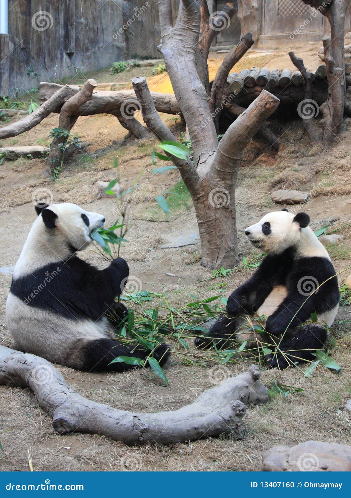 Panda Couple Looking at Each Other Stock Photo - Image of asia, lovely ...