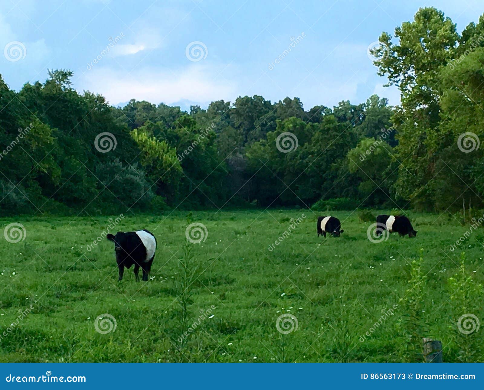 Panda Cow Spring Stock Photos - Free & Royalty-Free Stock Photos from ...