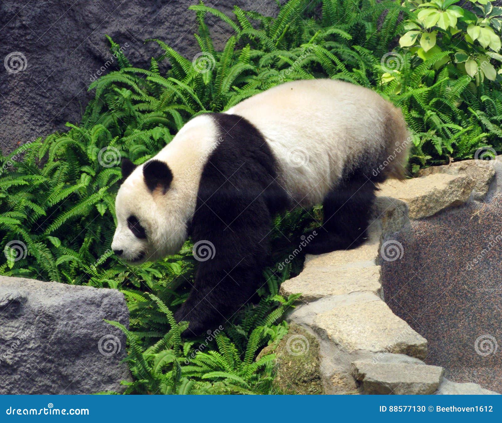 Panda Jumping Stock Photos - Download 20 Royalty Free Photos