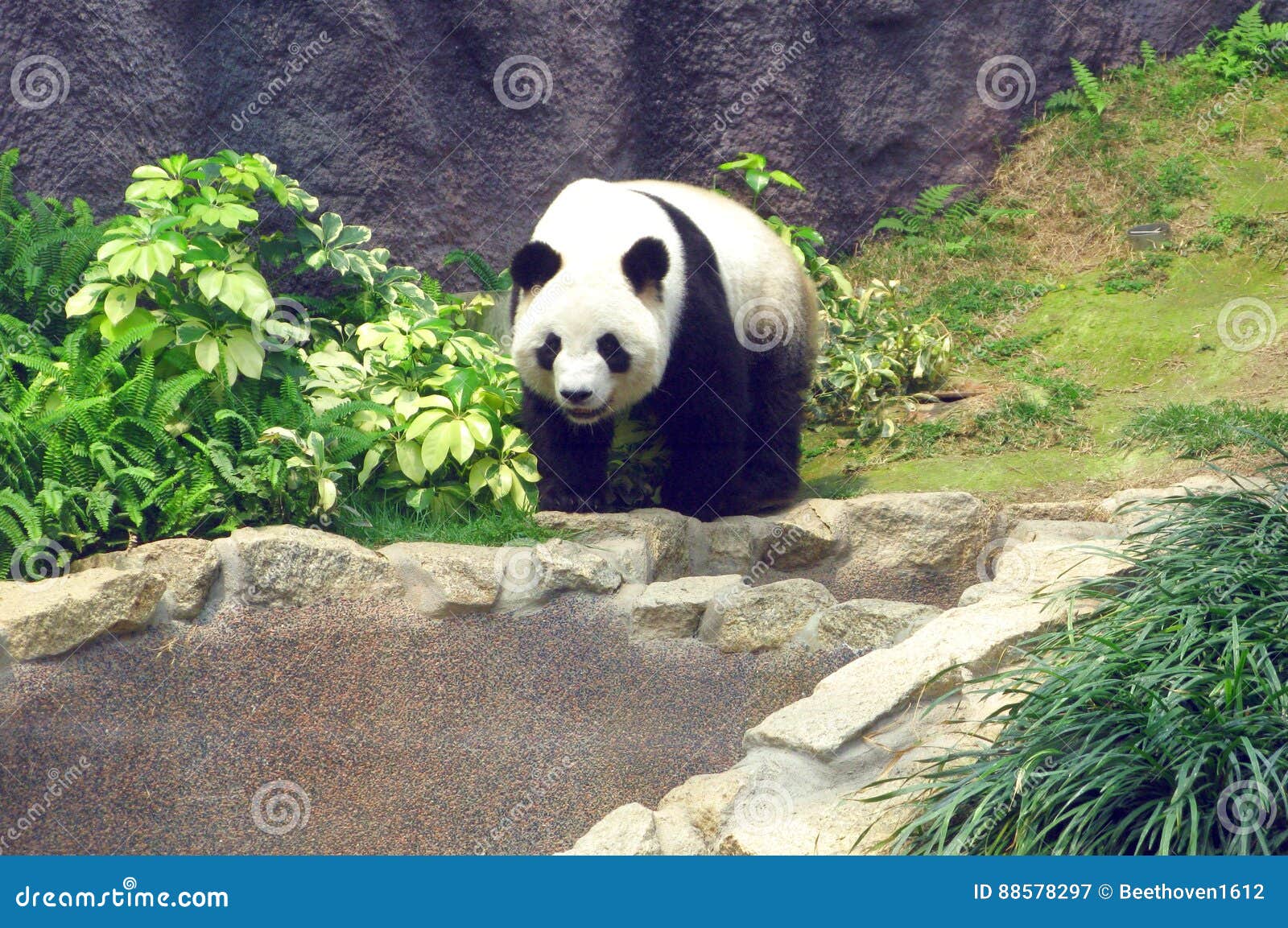 Panda crawling and jumping stock image. Image of china - 88578297