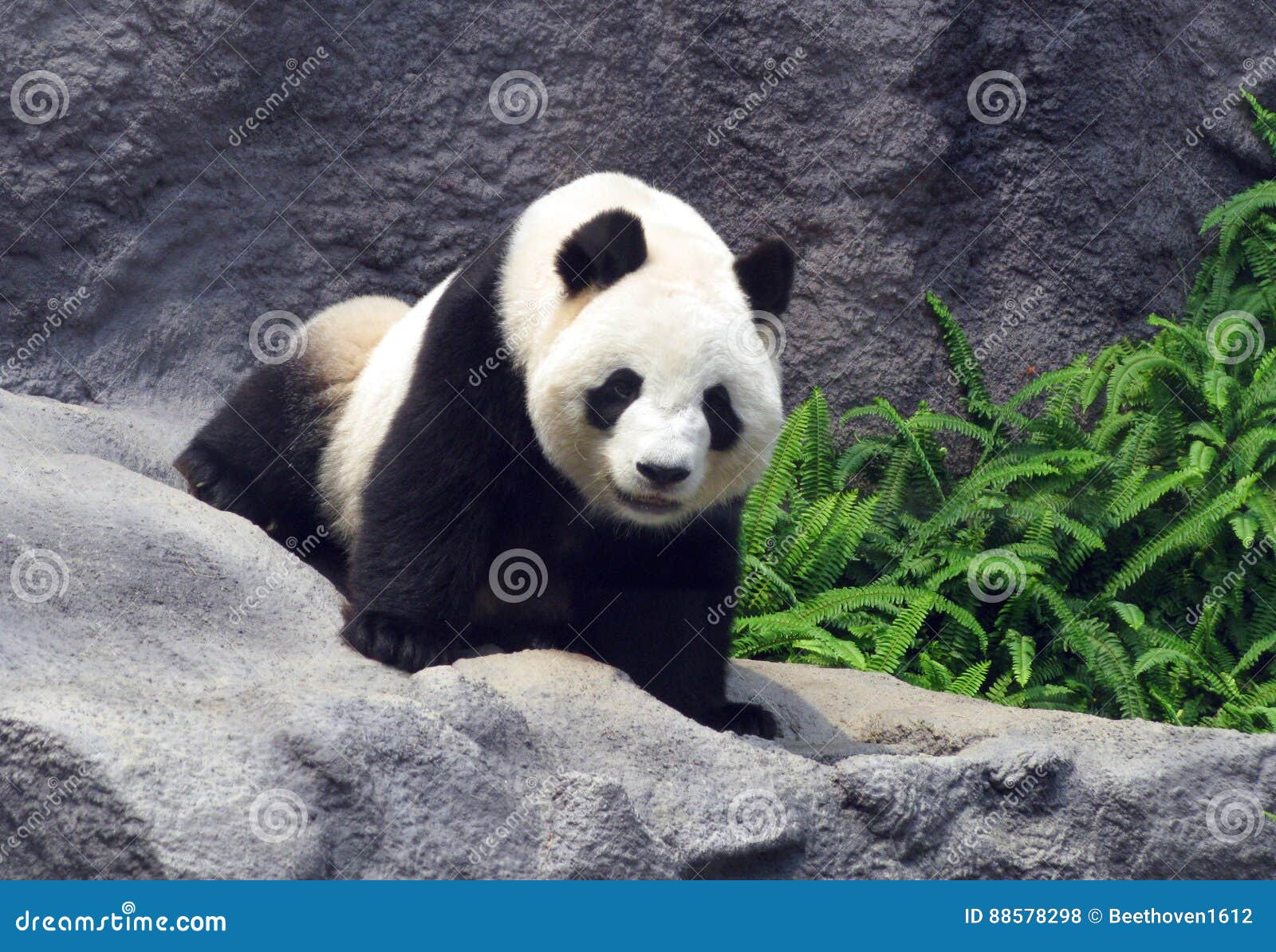 Panda crawling and jumping stock photo. Image of mammals - 88578298