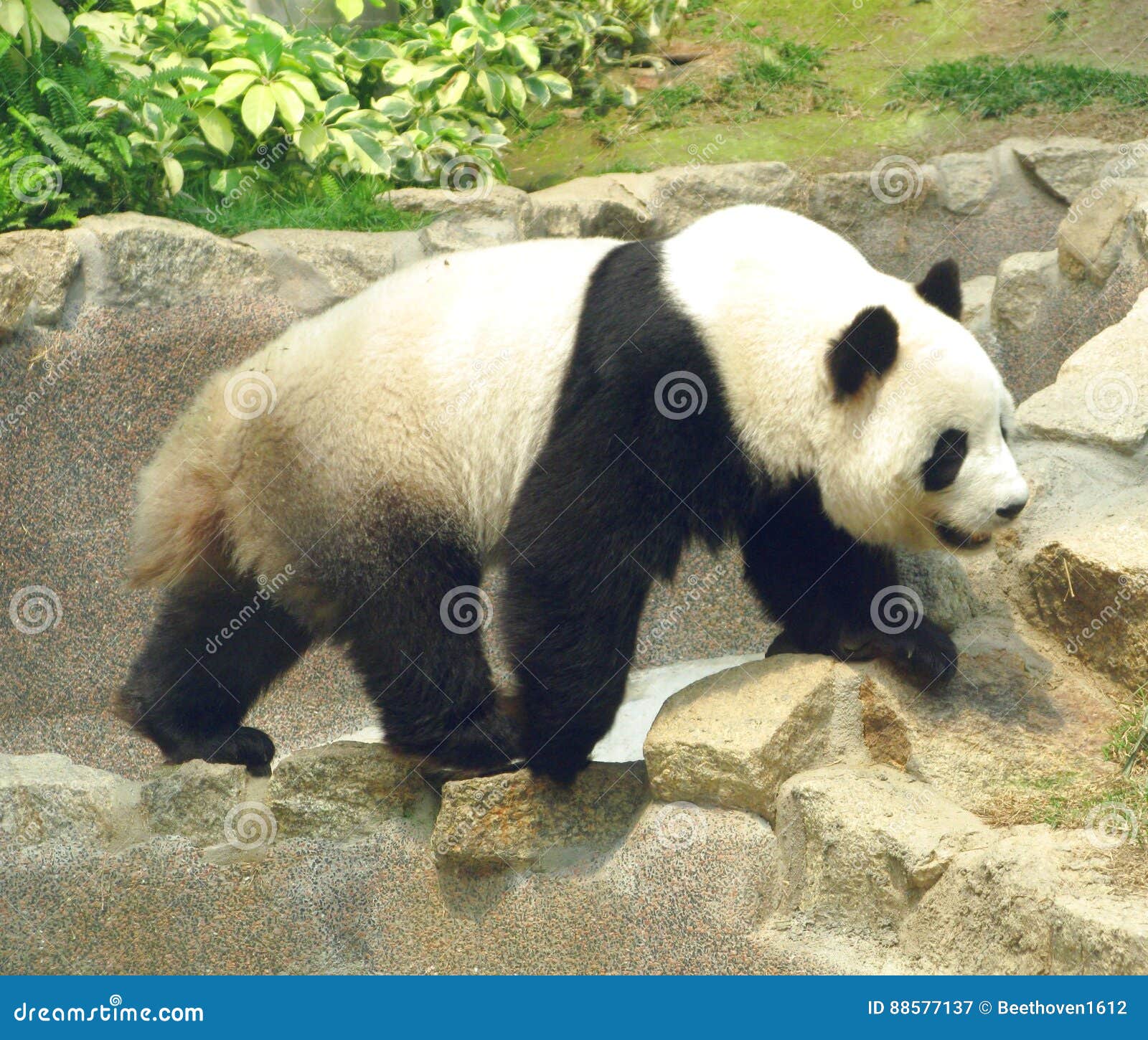 Panda stock image. Image of food, asia, animal, lazy - 88577137