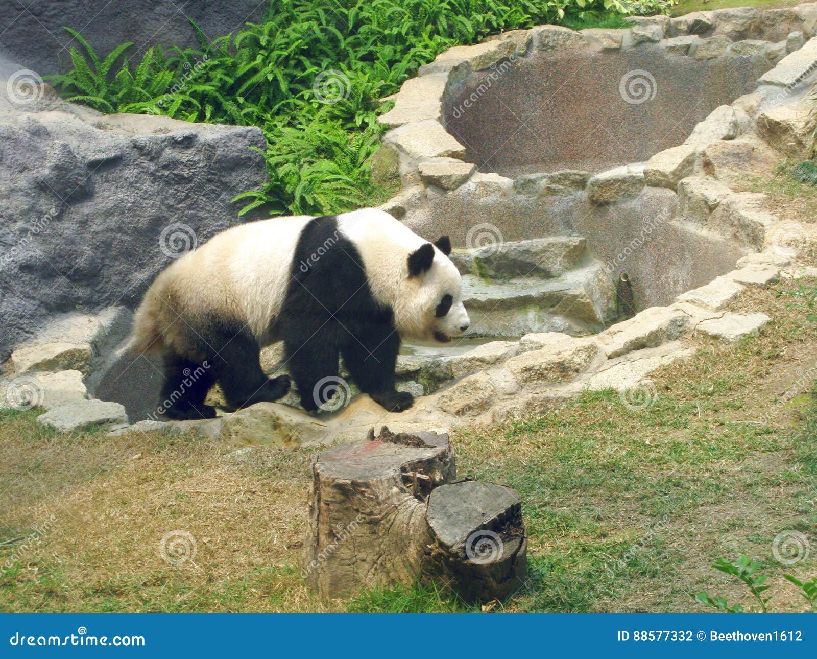Panda stock photo. Image of giant, bear, asia, move, black - 88577332