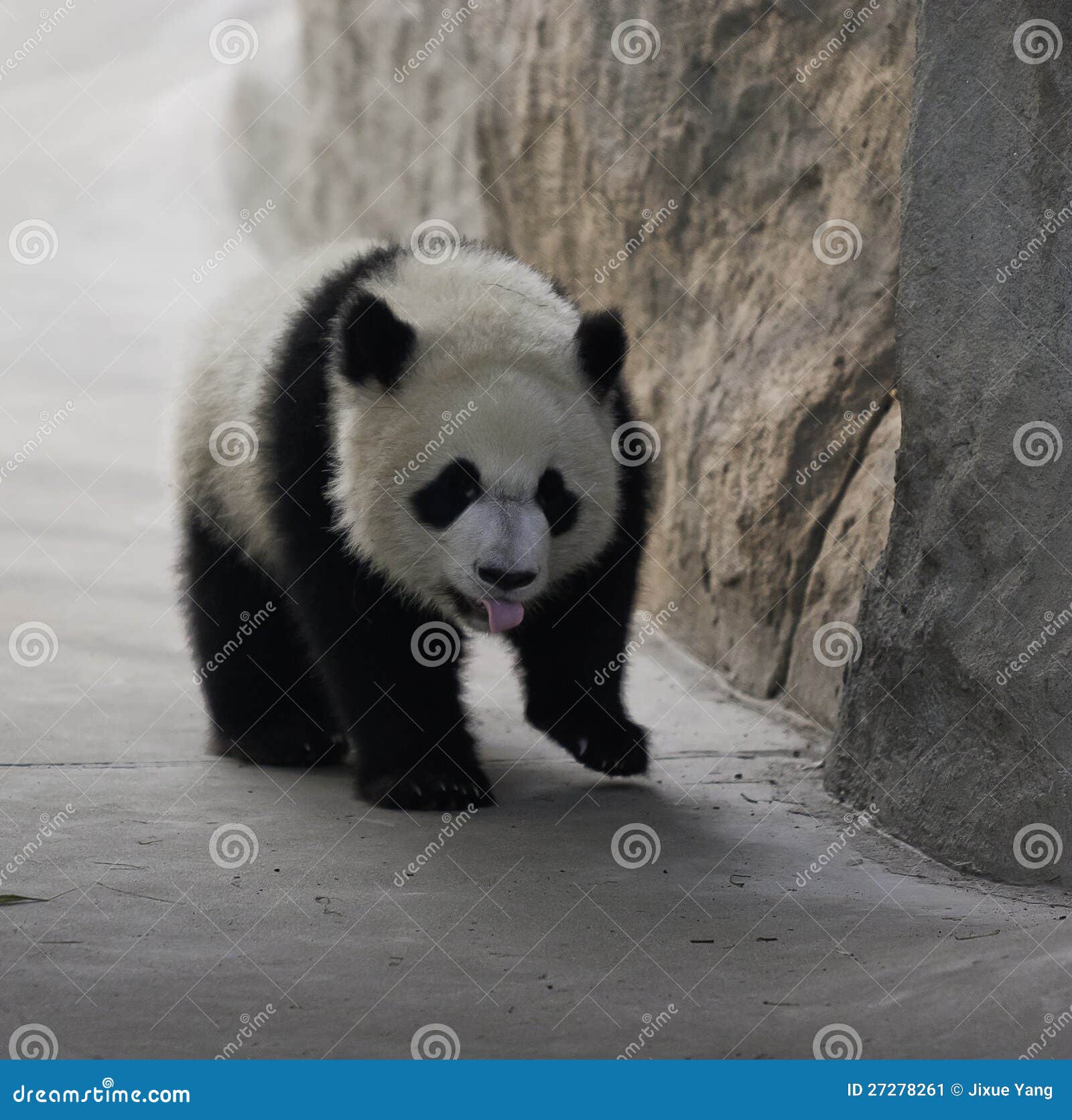 Panda Cub stock image. Image of carnivora, giant, panda - 27278261