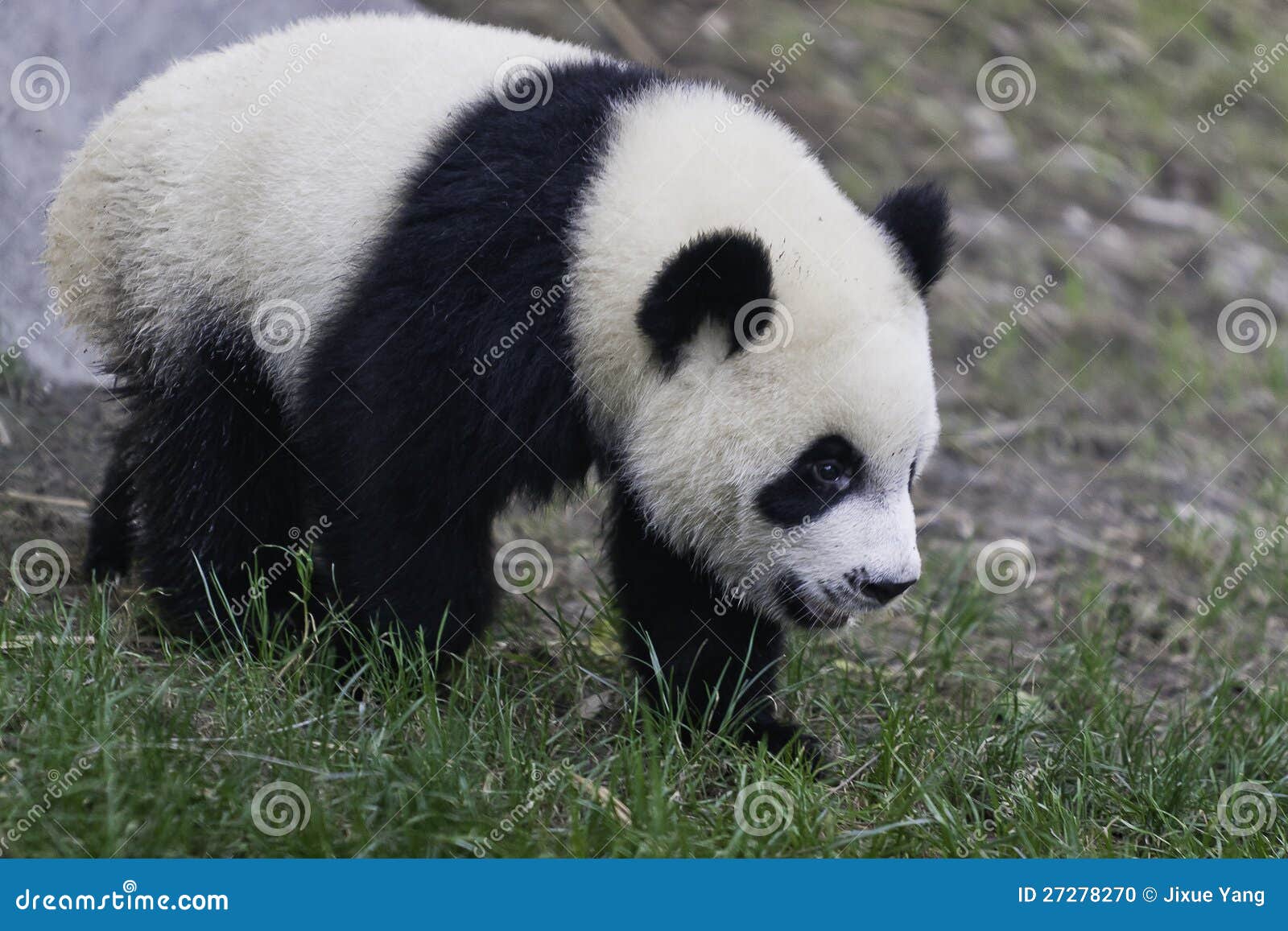 Panda Cub stock photo. Image of mammal, animal, asian - 27278270
