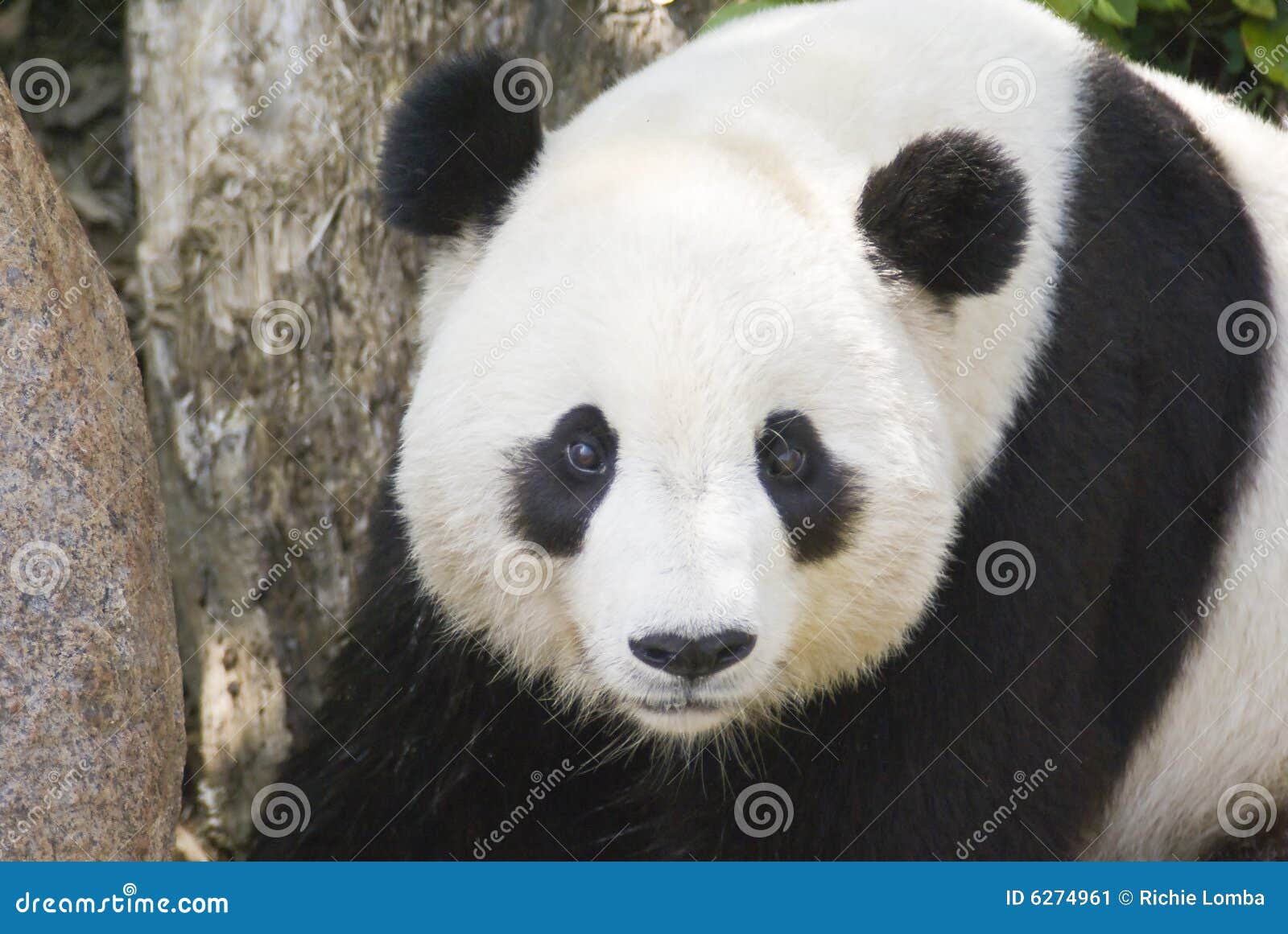 Panda Cub stock image. Image of mammal, cute, wild, tree - 6274961