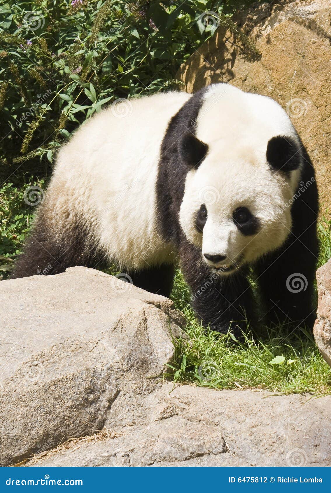 Panda Cub stock photo. Image of black, shrubs, china, asian - 6475812
