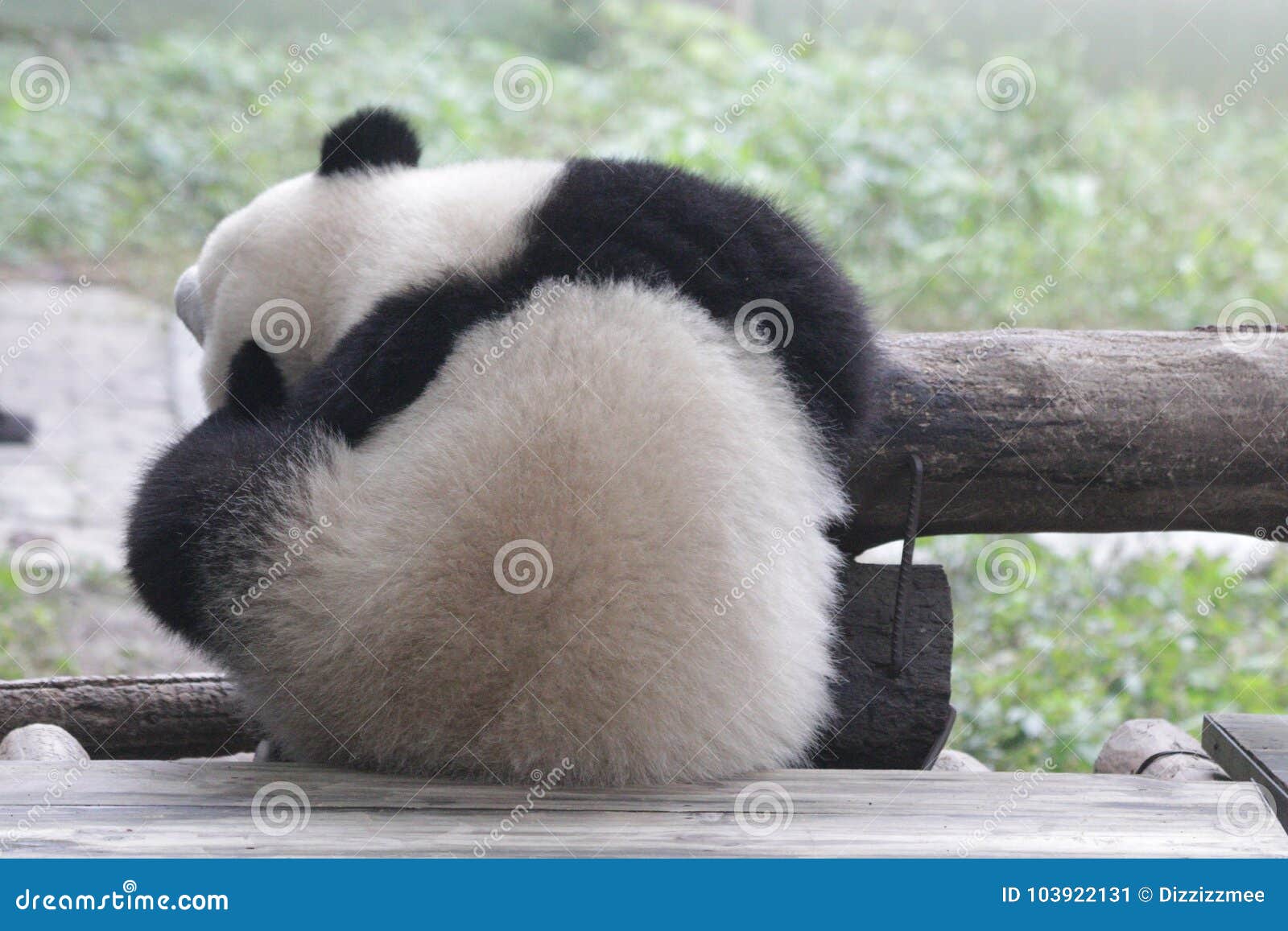 Fluffy Panda Cub in Chongqing Stock Image - Image of china ...