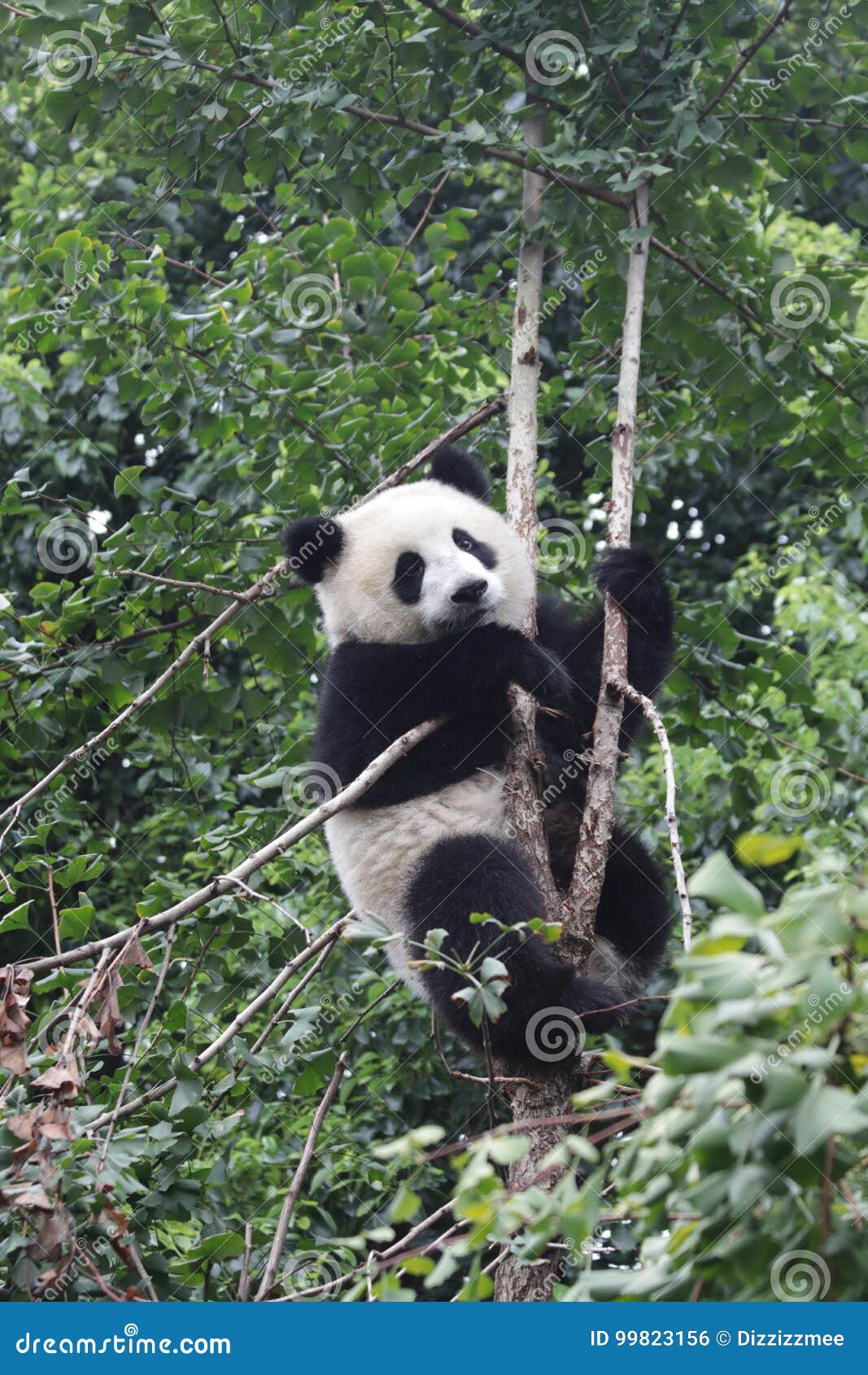 Panda Cub on the Tree, Chengdu, China Stock Photo - Image of chengdu ...
