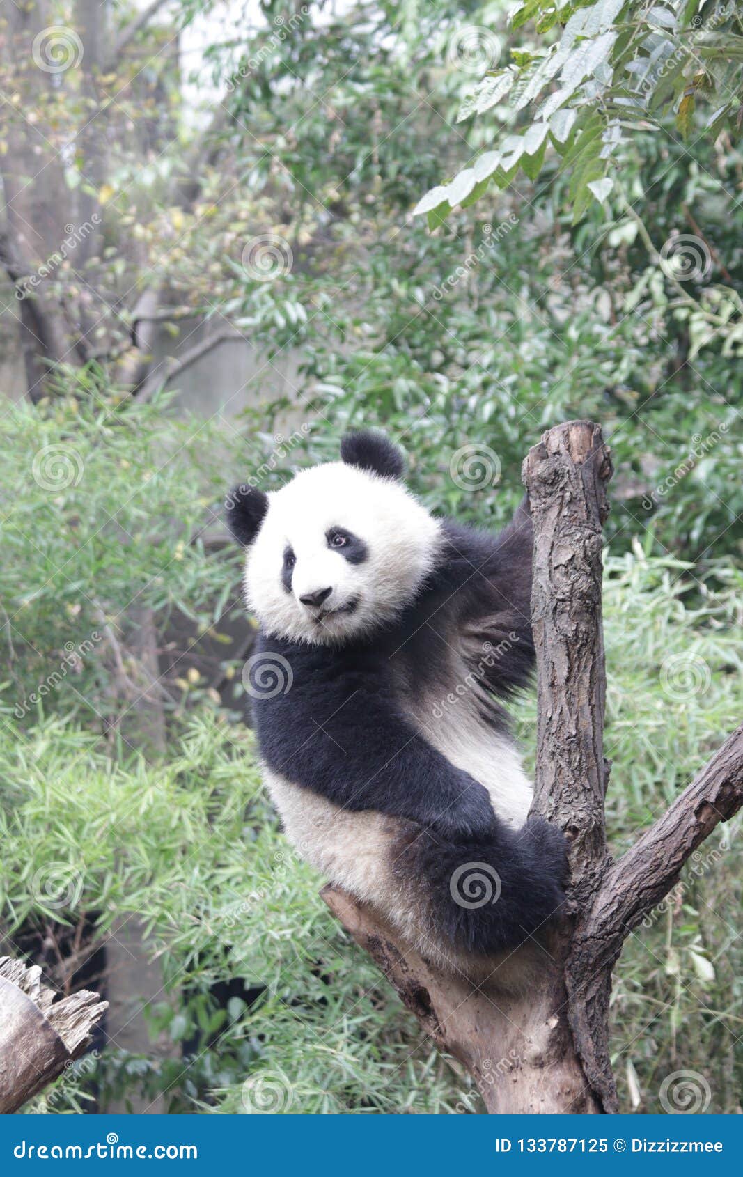 Playful Panda Cub in Chengdu Panda Base, China Stock Image - Image of ...
