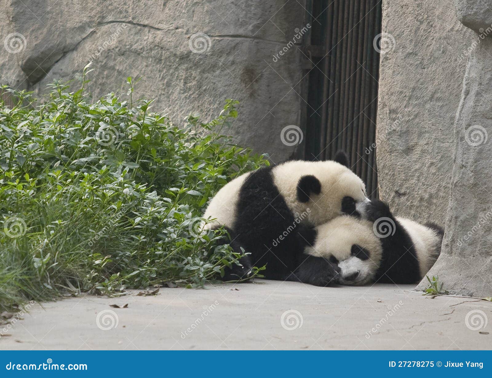 Panda Cubs stock image. Image of black, pandas, bear - 27278275
