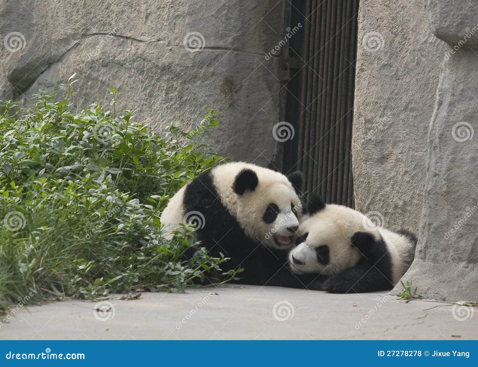 Panda Cubs stock photo. Image of black, china, wildlife - 27278278