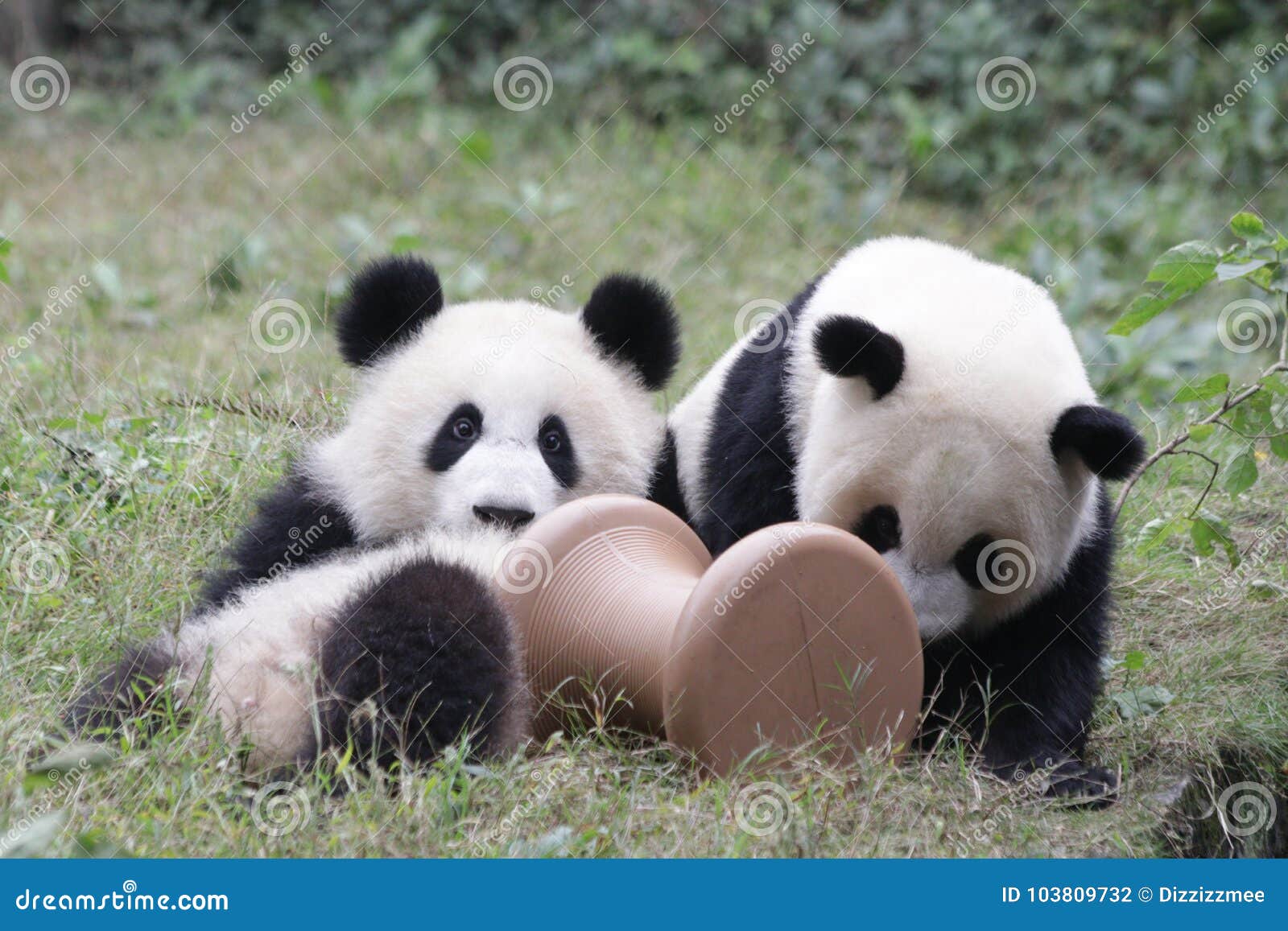 2 Playful Panda Cubs in Chongqing, China Stock Photo - Image of habitat ...