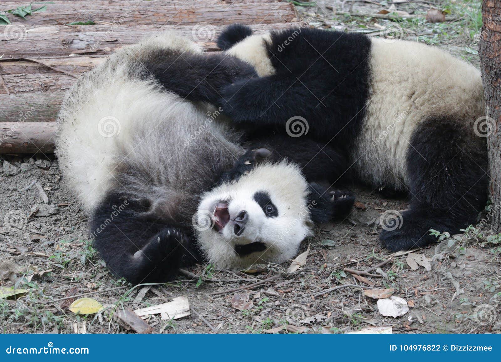 Giant Panda Cub in Chengdu Panda Base,China Stock Photo - Image of ...