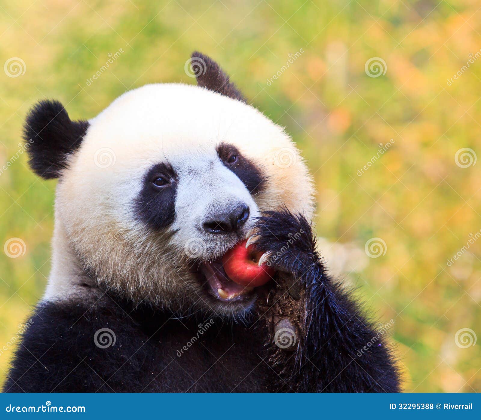 Panda stock photo. Image of mammals, east, asian, chengdu - 32295388