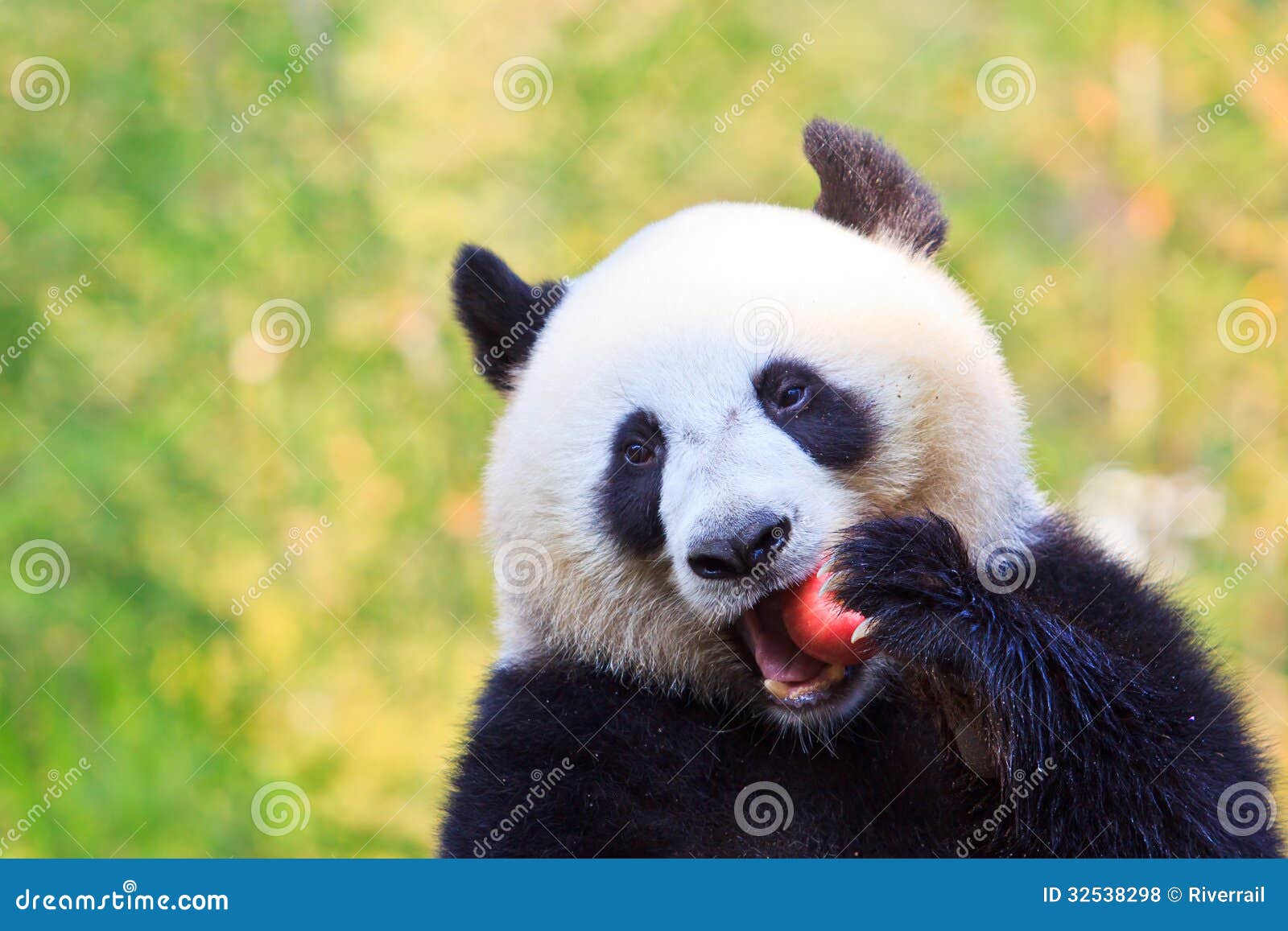 Panda stock photo. Image of endangered, color, chinese - 32538298
