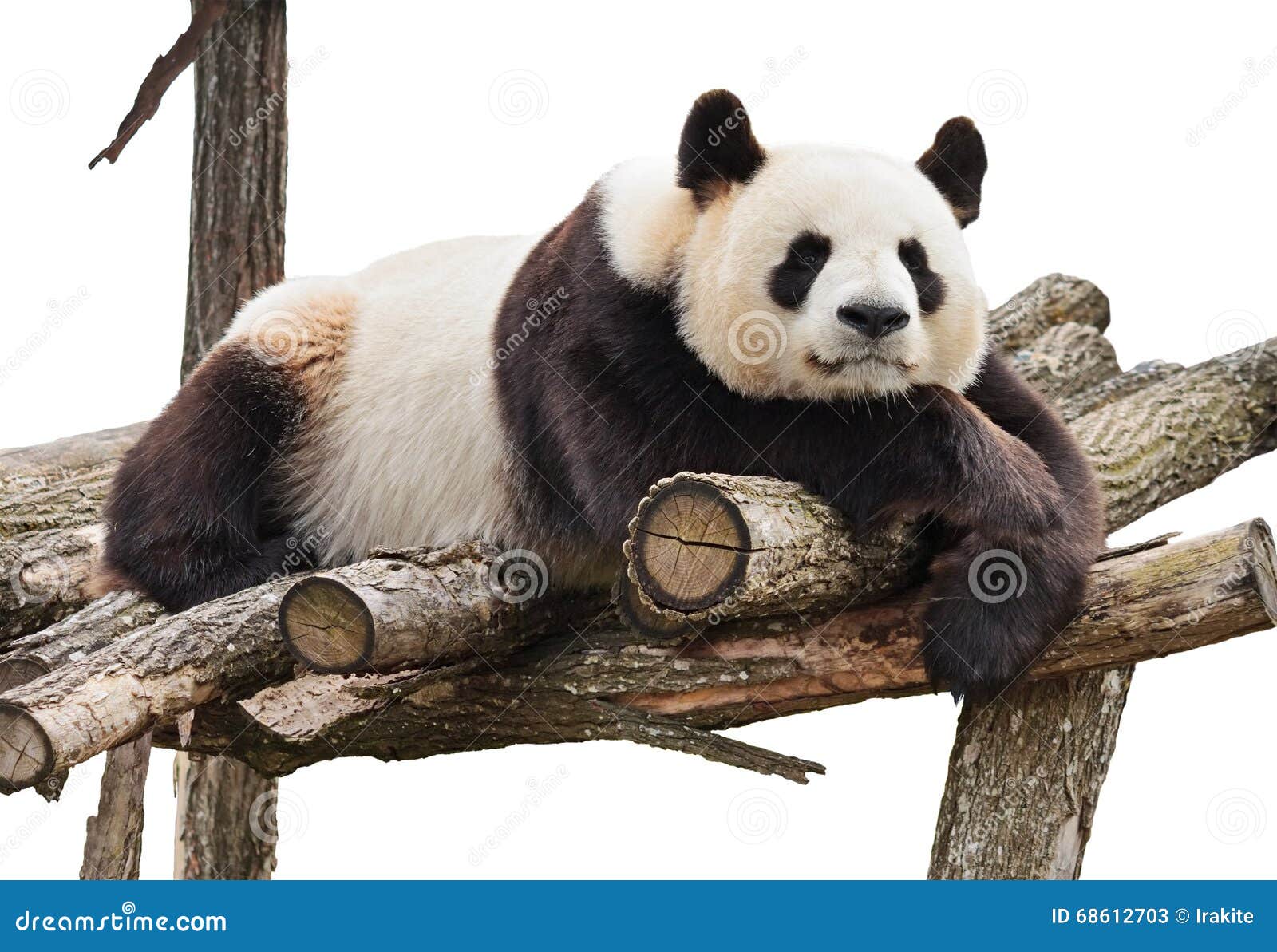Panda D'isolement Sur Le Blanc Image stock - Image du down, tropical ...